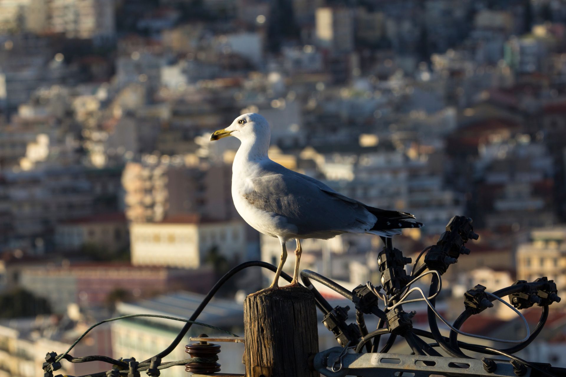 Păsările migratoare își riscă viața zburând deasupra acestui oraș din ...