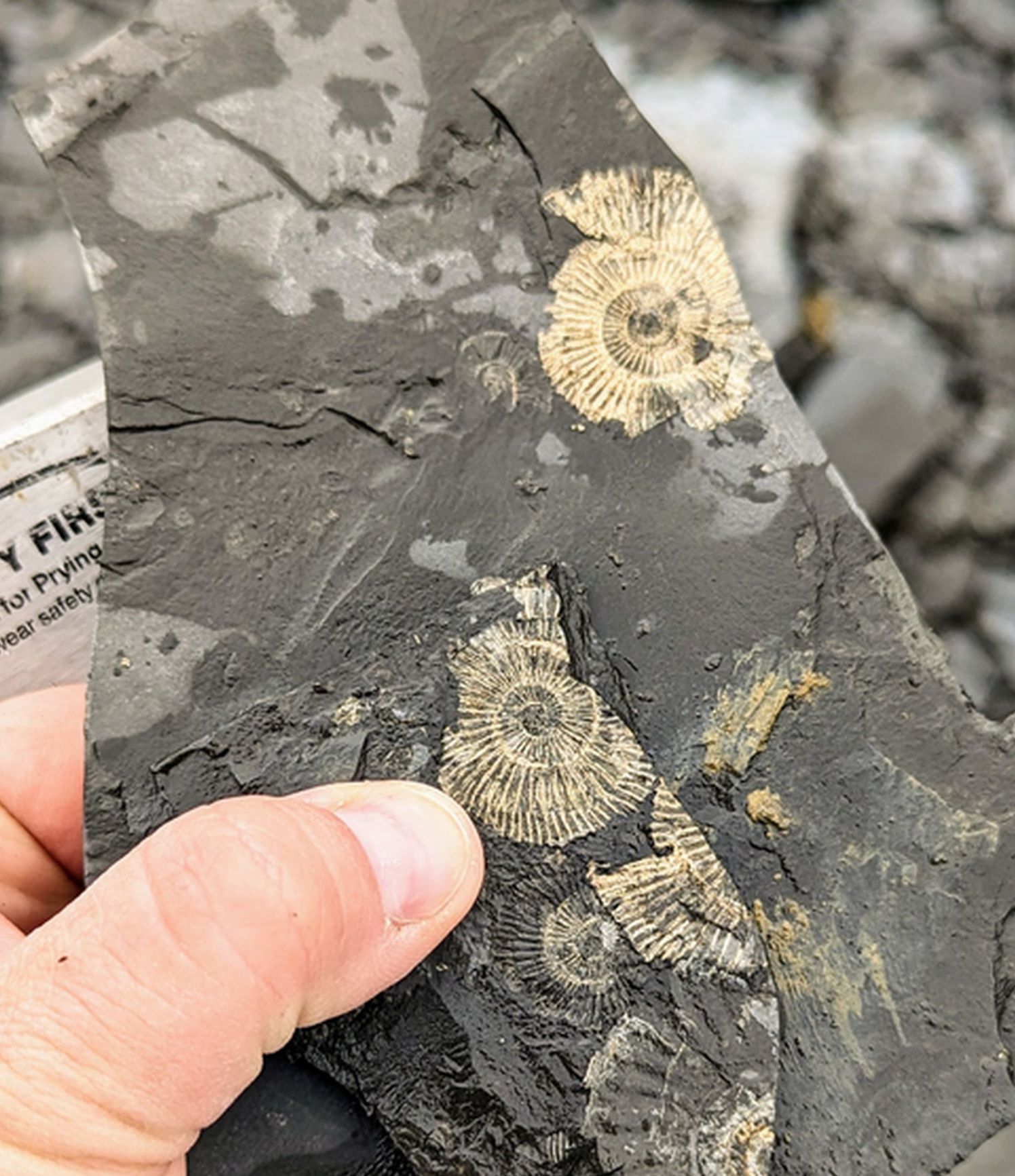 Fosilele „aurii” din șisturile Posidonia dezvăluie originile unei ...