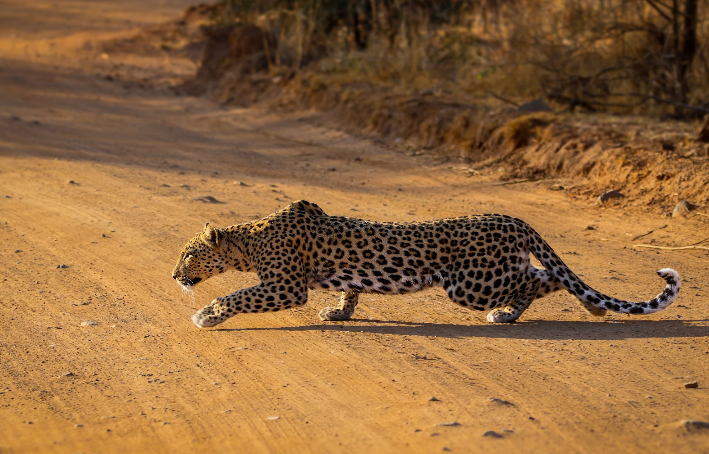 Locuitorii unui district din India, terorizați de leoparzi