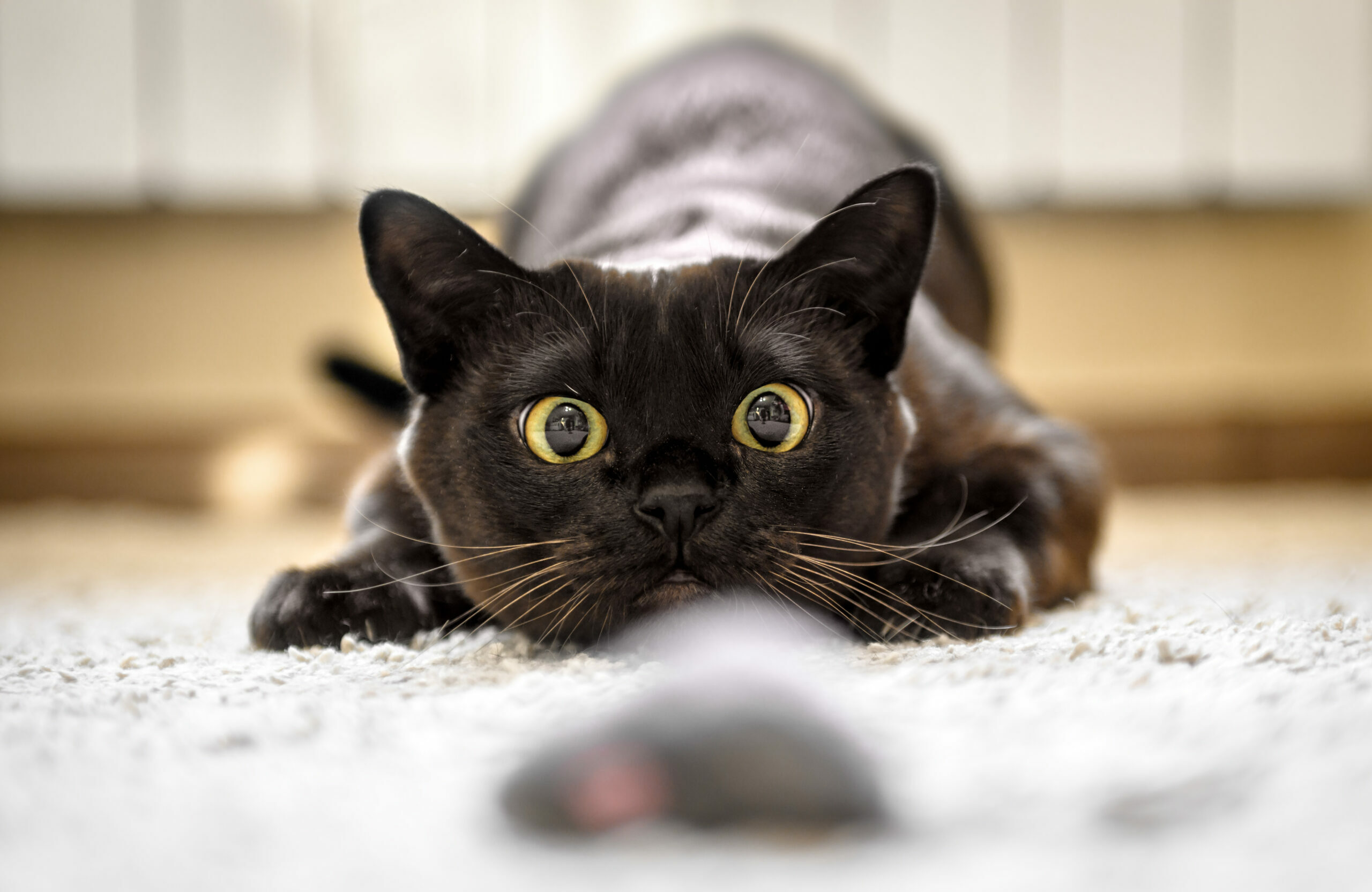 Cel mai bun mod prin care să atragi atenția unei pisici