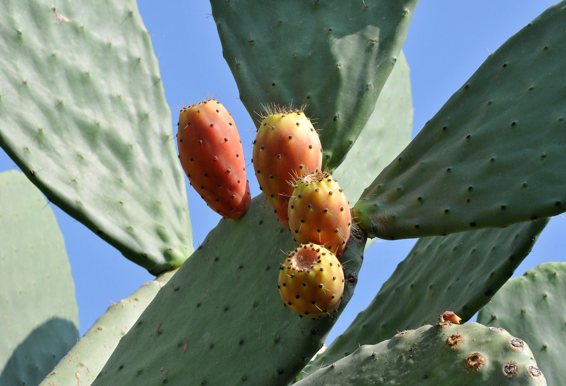 Planta de cactus ar putea revoluționa „combustibilul viitorului”