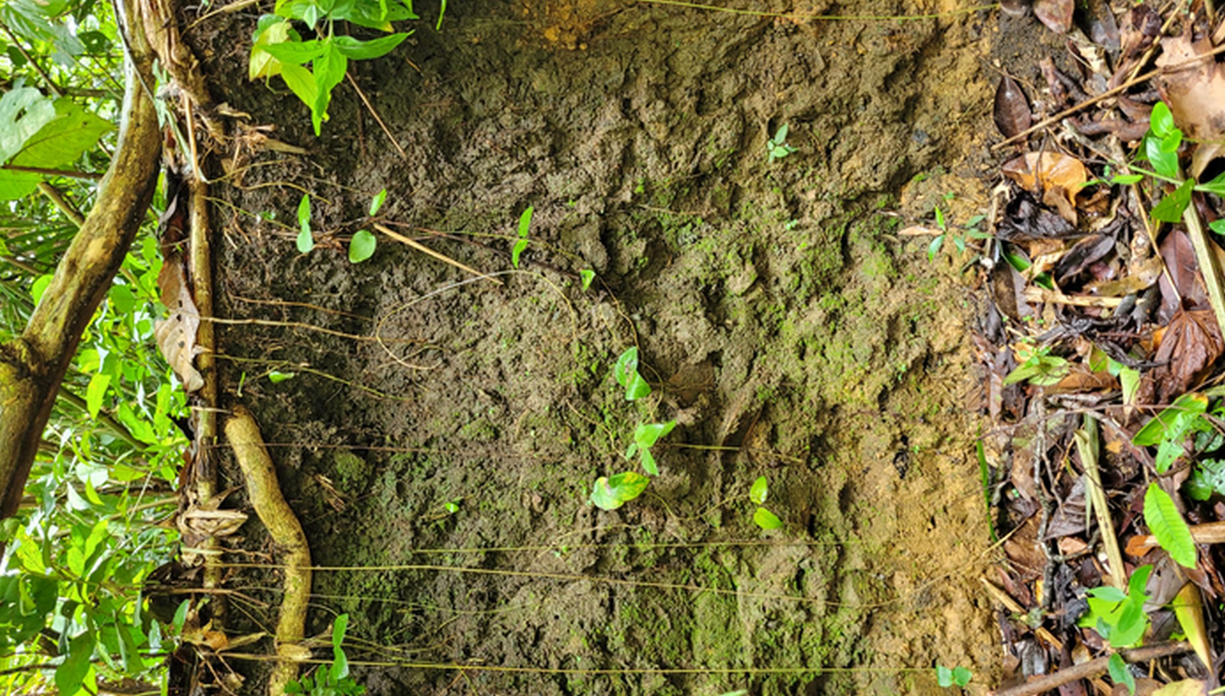 Compoziția bogată a solului amazonian ar putea accelera refacerea ...