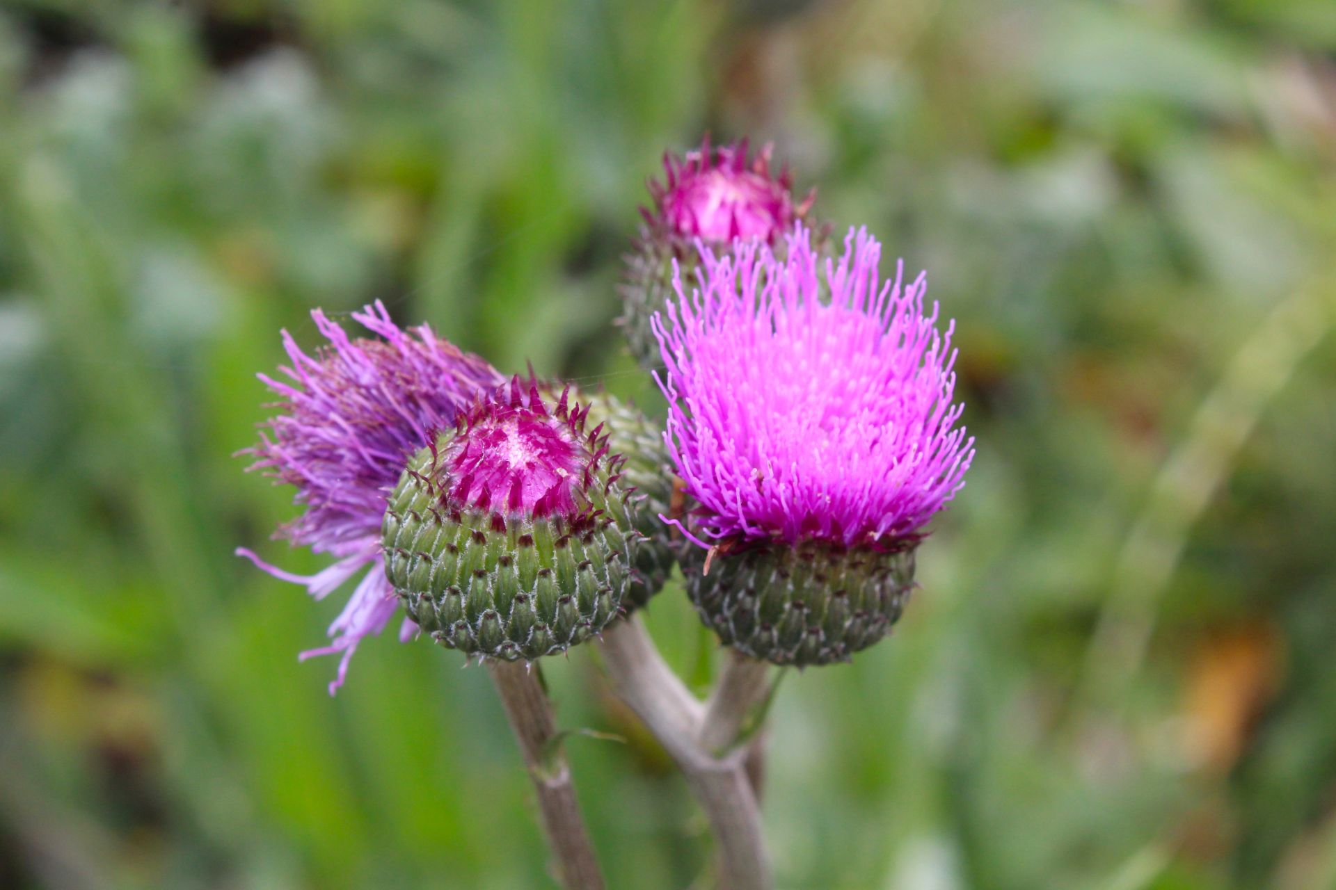 Înlocuirea gazonului cu flori aduce multe beneficii