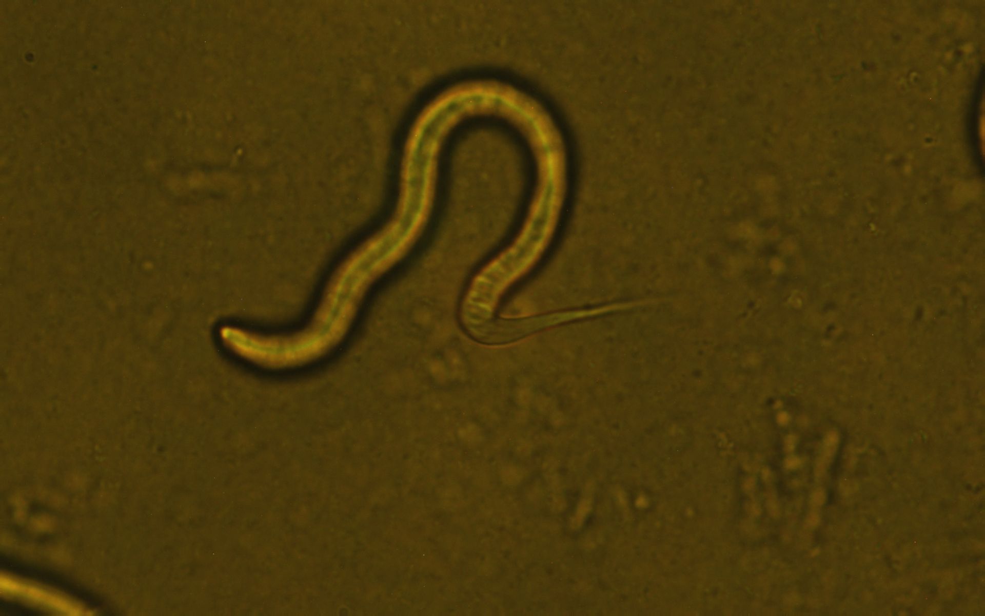 Cercetătorii au descoperit că viermii folosesc electricitatea pentru a sări