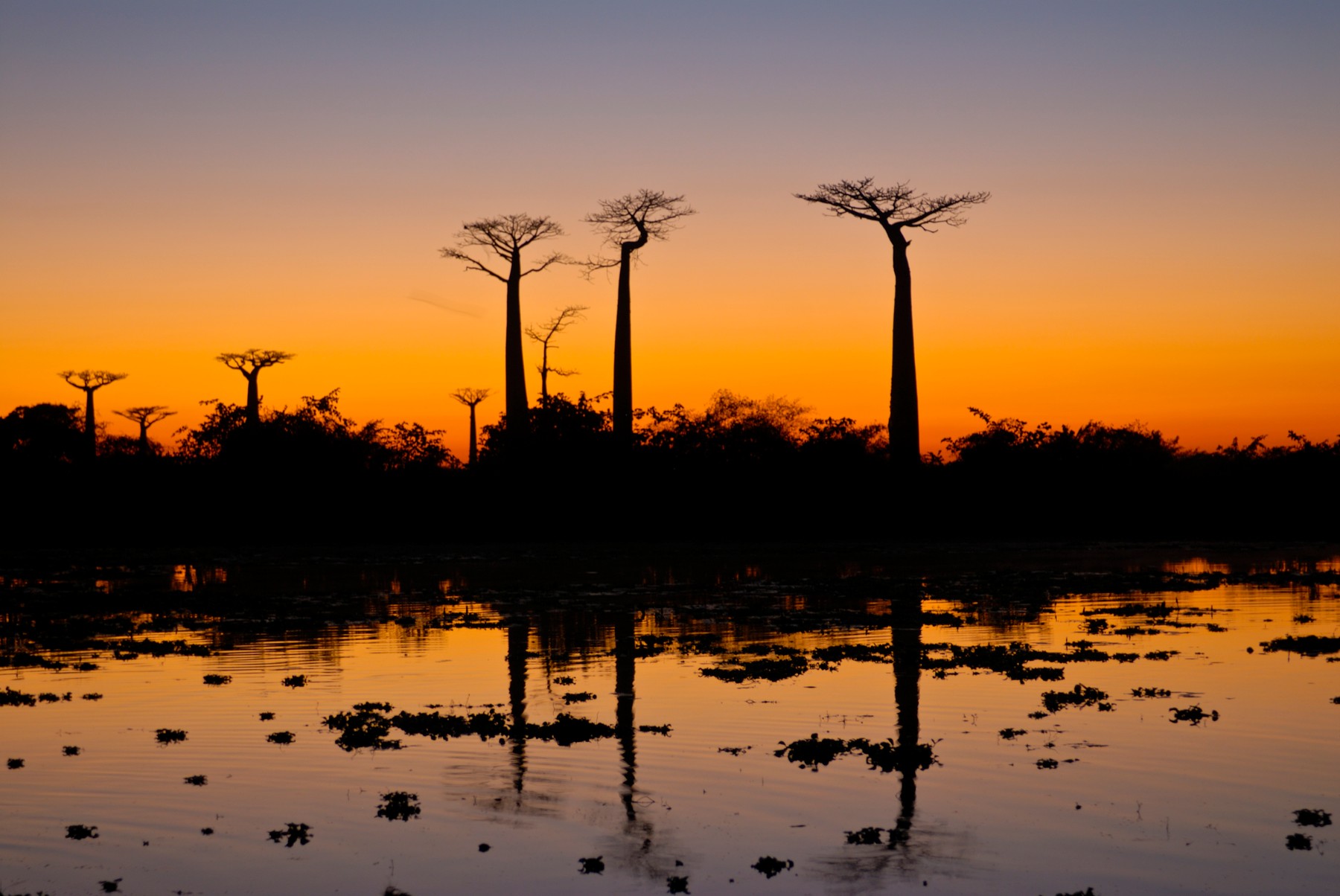 Baobabii, arborii sacri din Madagascar, sunt în pericol