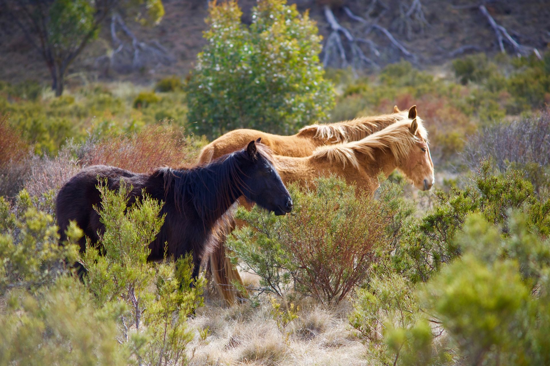 De ce dorm caii în picioare? Motivul, mai simplu decât te-ai așteptat