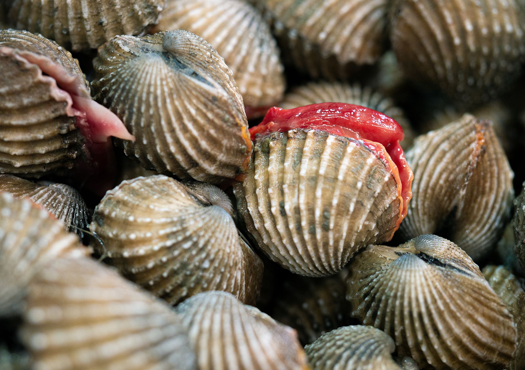 Arheologii au descoperit că oamenii din Paleolitic își decorau corpul ...