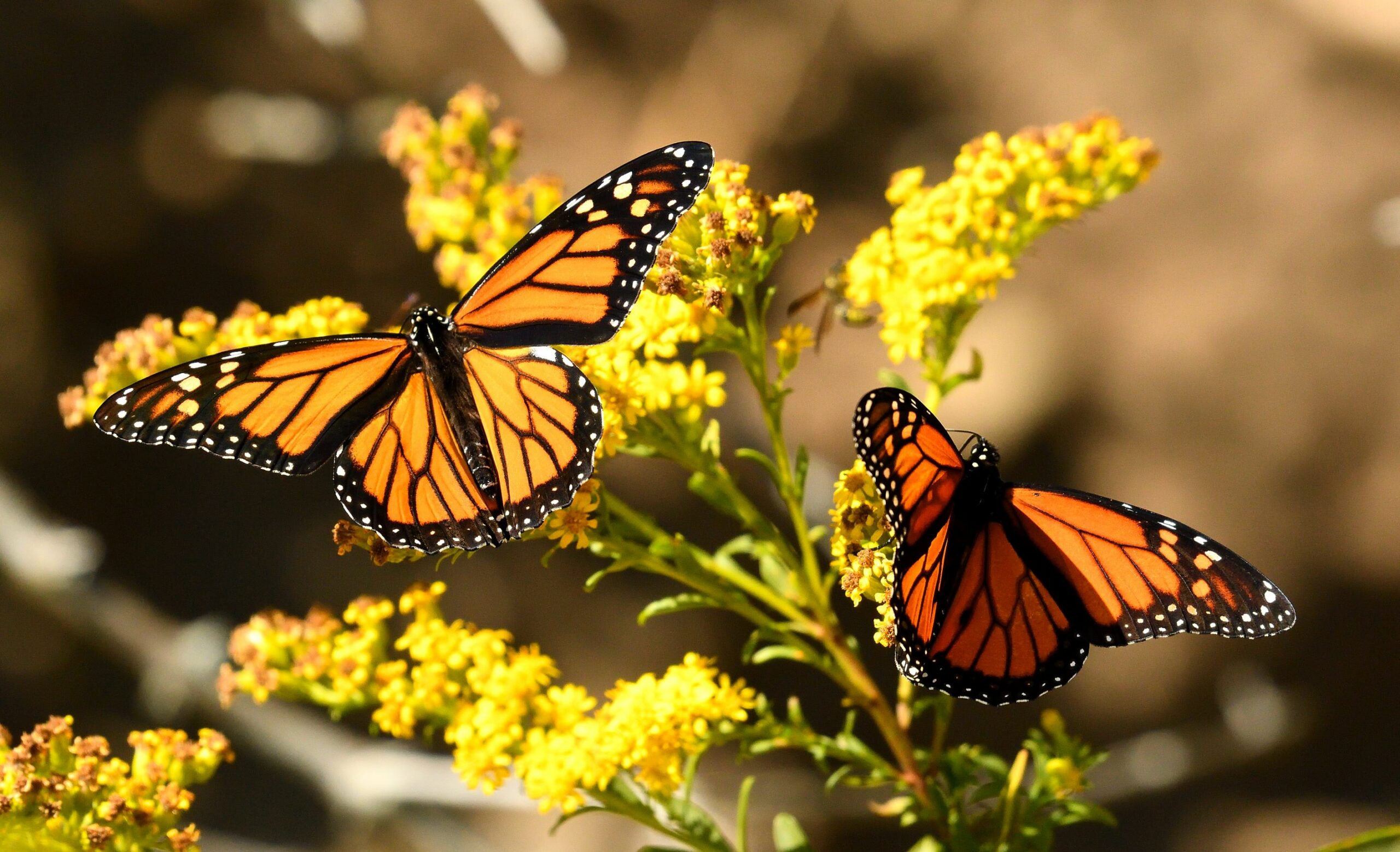 Petele albe de pe aripile fluturilor Monarh îi ajută să zboare mai bine