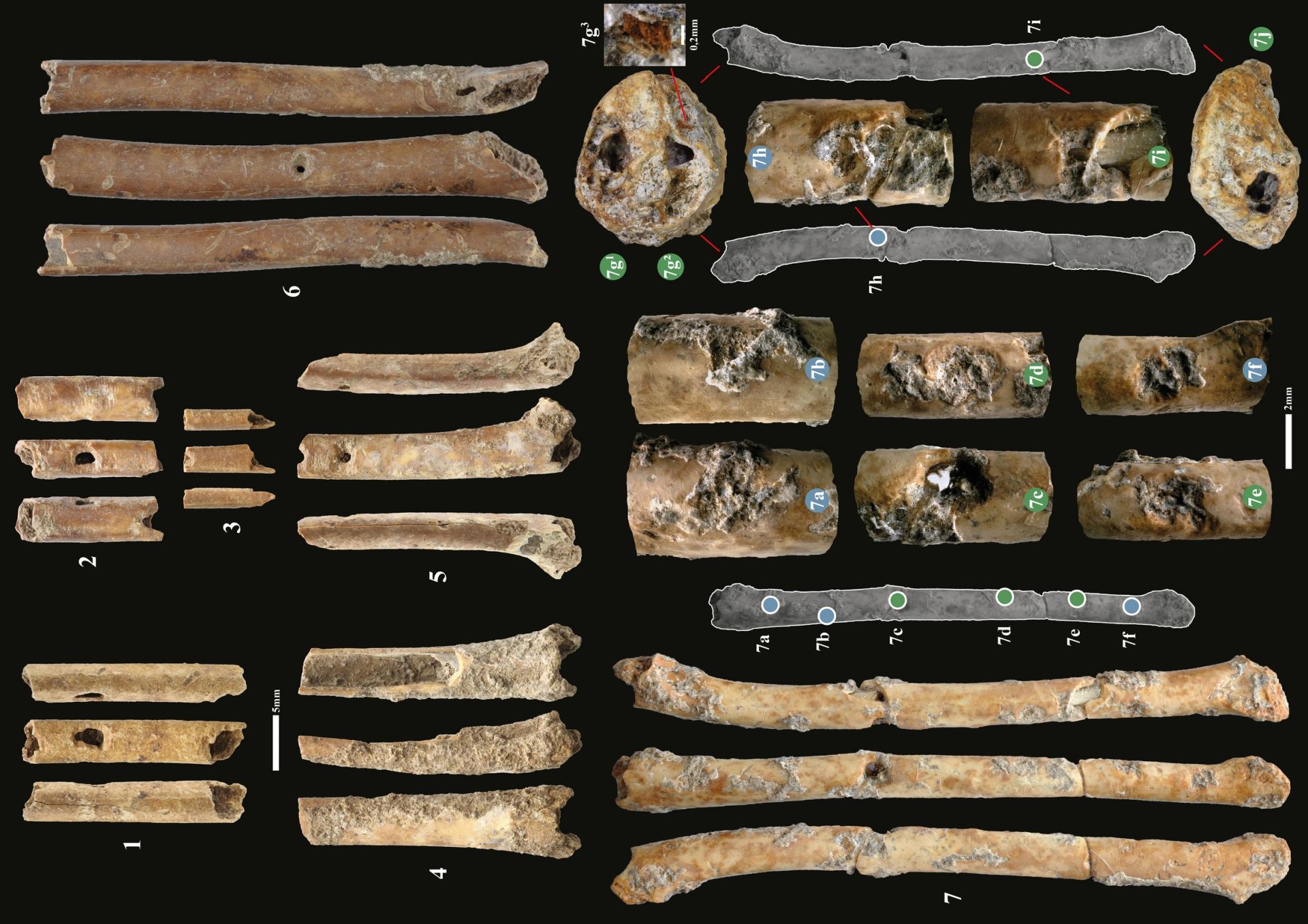 Primele instrumente de suflat preistorice descoperite în Levant