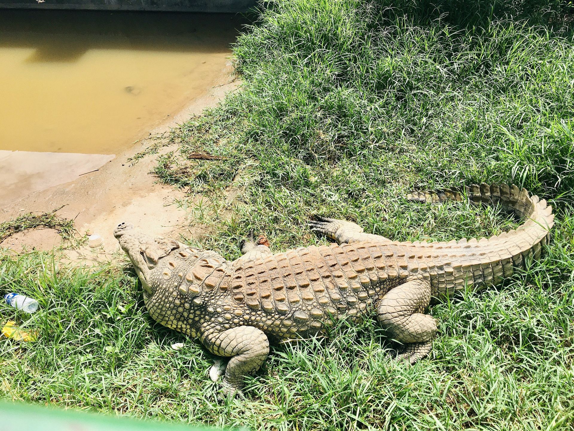A fost înregistrată prima „naștere virgină” la un crocodil
