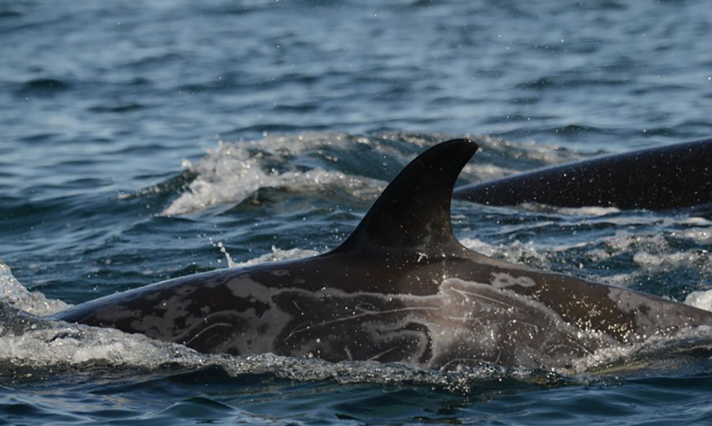 Bolile de piele fac ravagii printre balenele ucigașe și îngrijorează ...