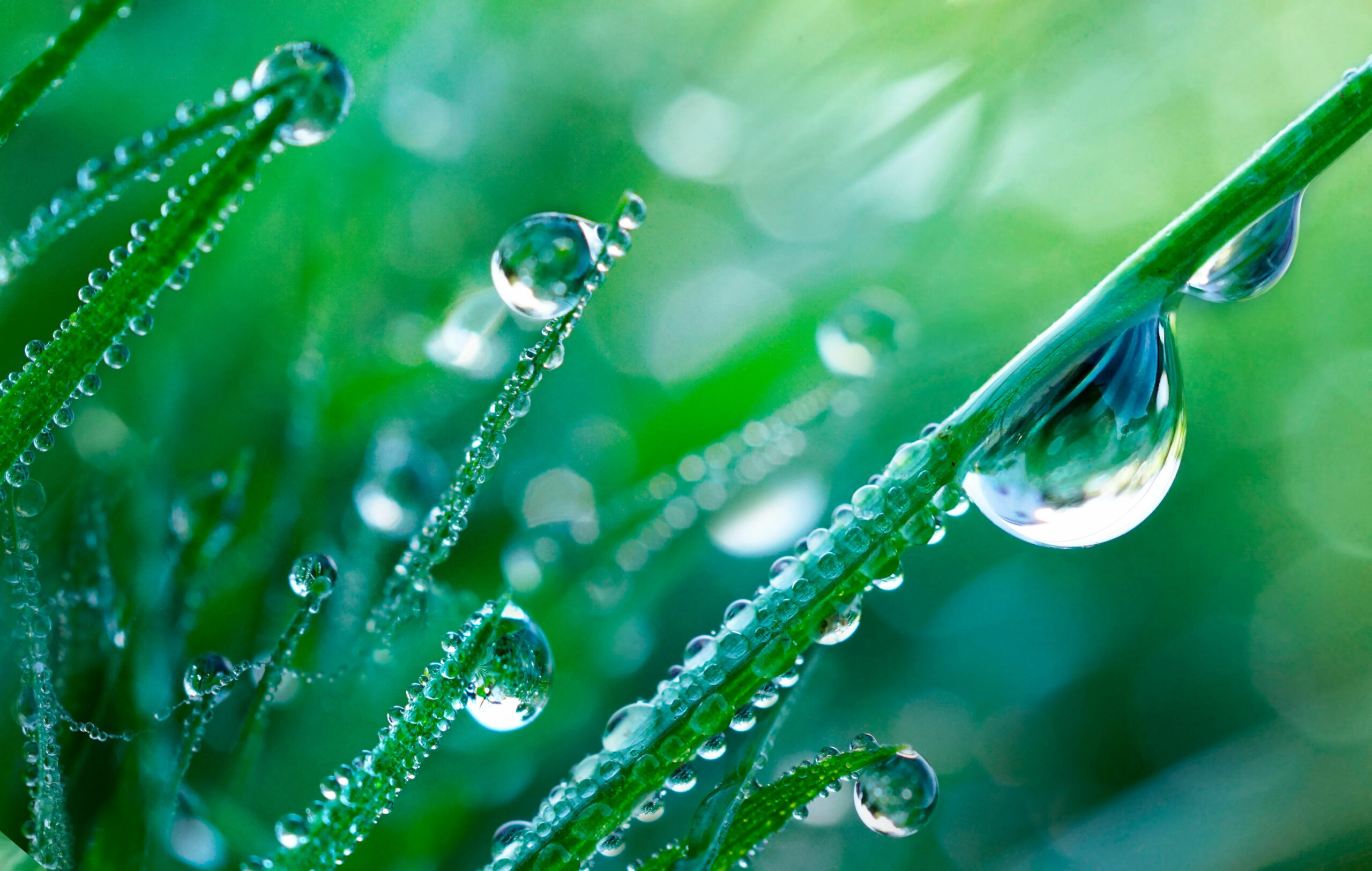 Test de cultură generală. Ce formă au picăturile de ploaie?