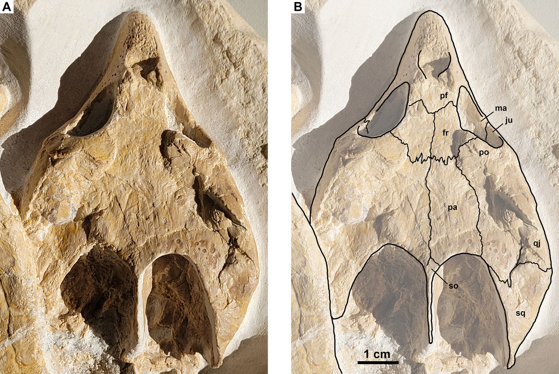 Fosila unei țestoase perfect conservate oferă indicii despre habitatul ...