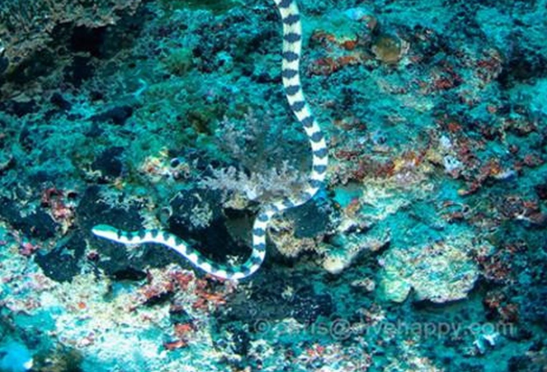 Șerpii de mare au evoluat pentru a vedea culori din nou