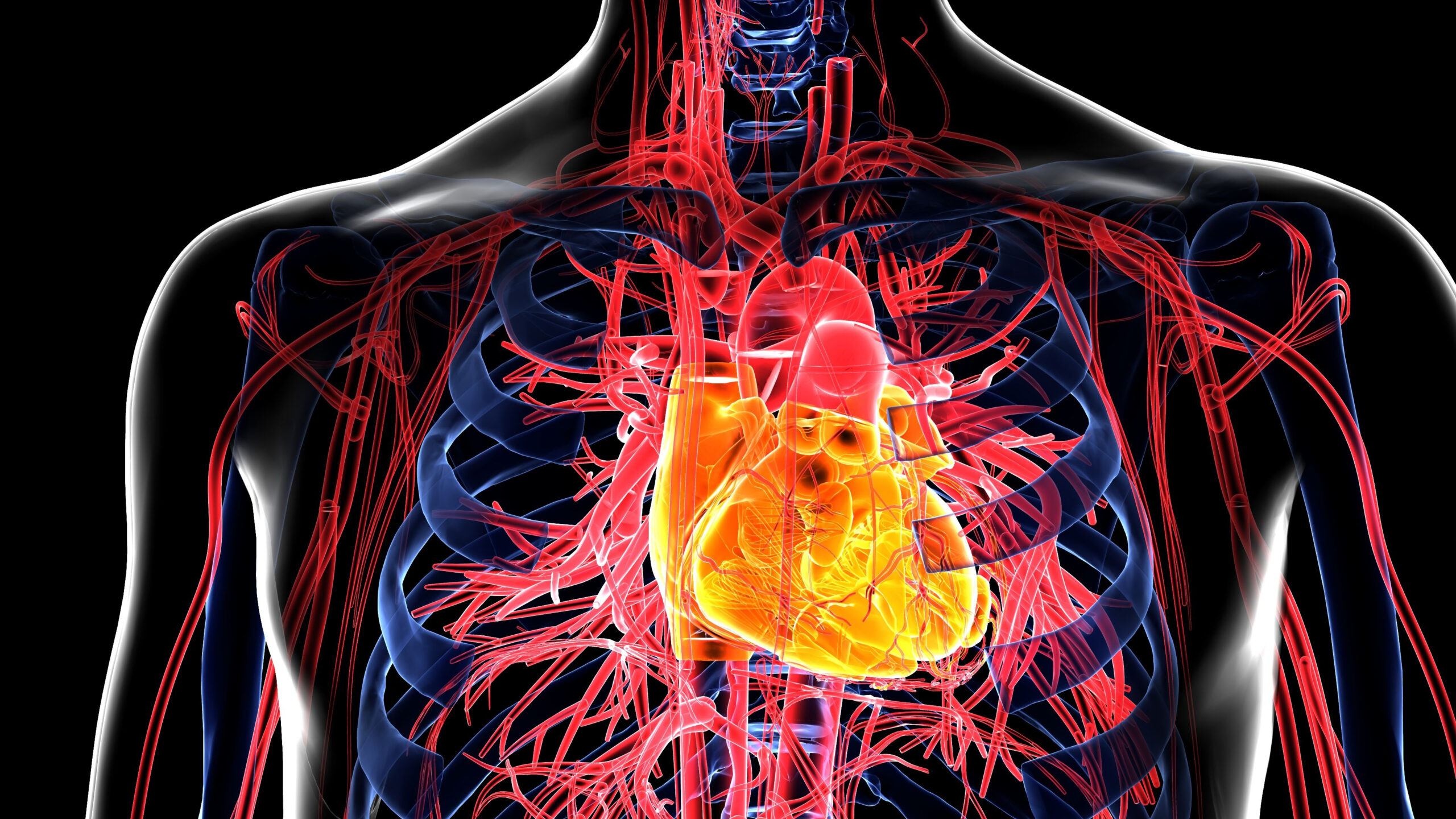 Test de cultură generală. Ce lungime are sistemul circulator uman?