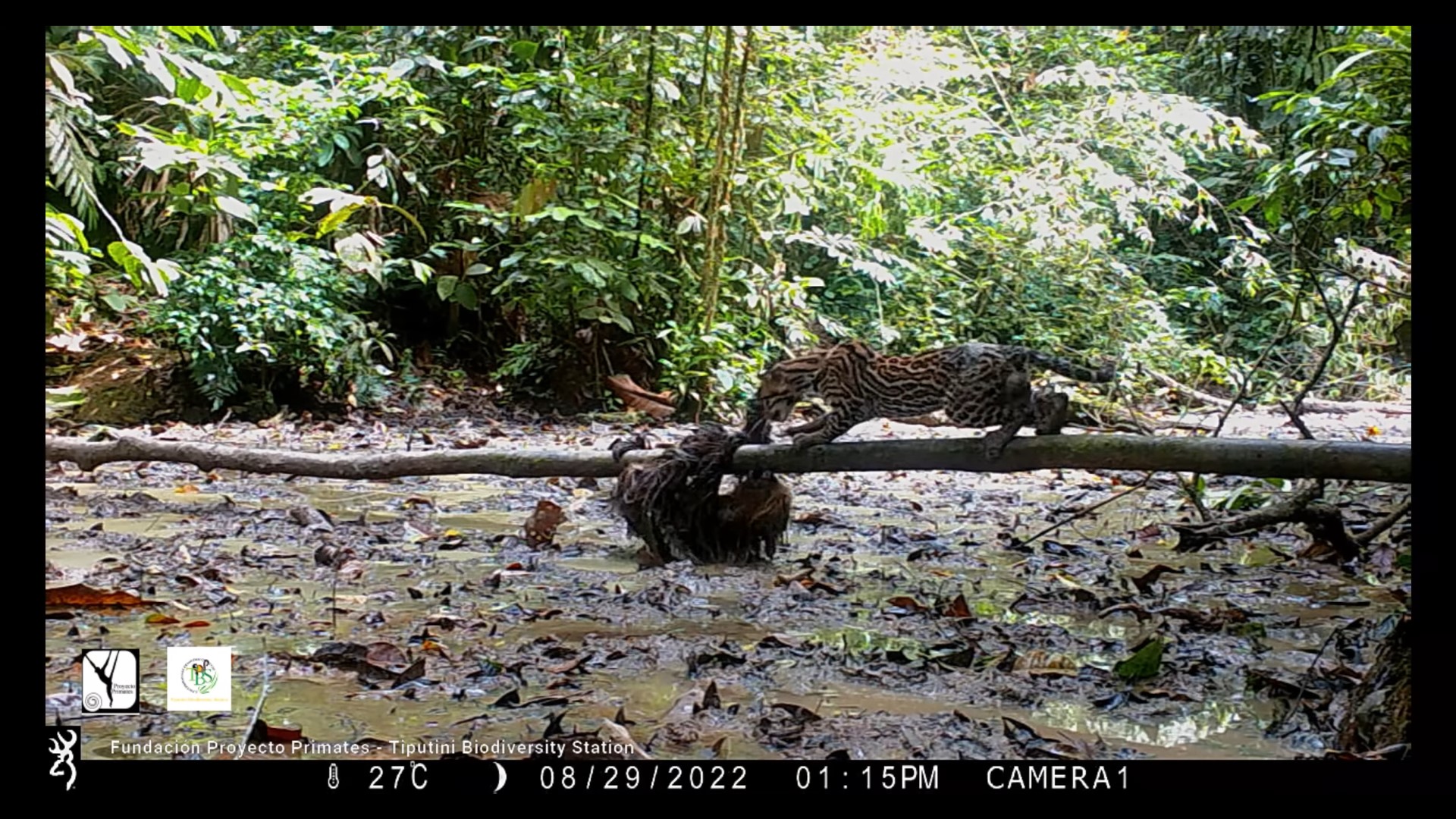 Lupta unui leneș cu un ocelot, surprinsă în imagini rare din Pădurea ...