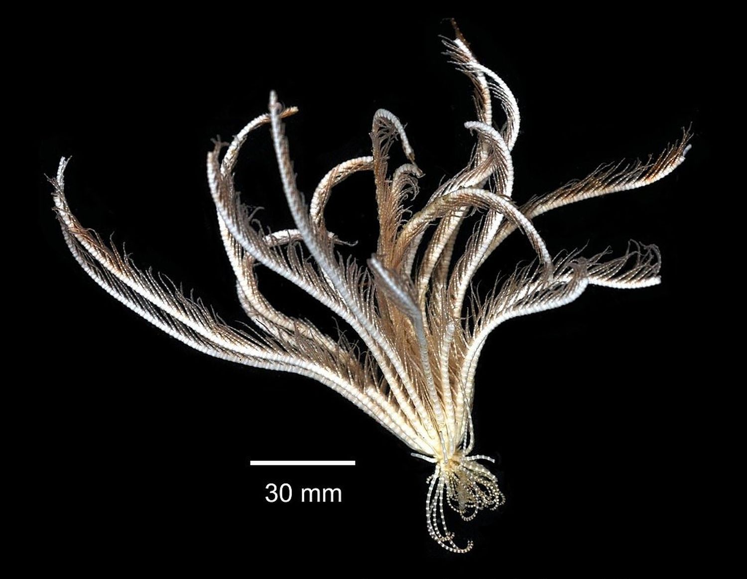 O „nouă specie” misterioasă cu 20 de brațe, găsită în Antarctica