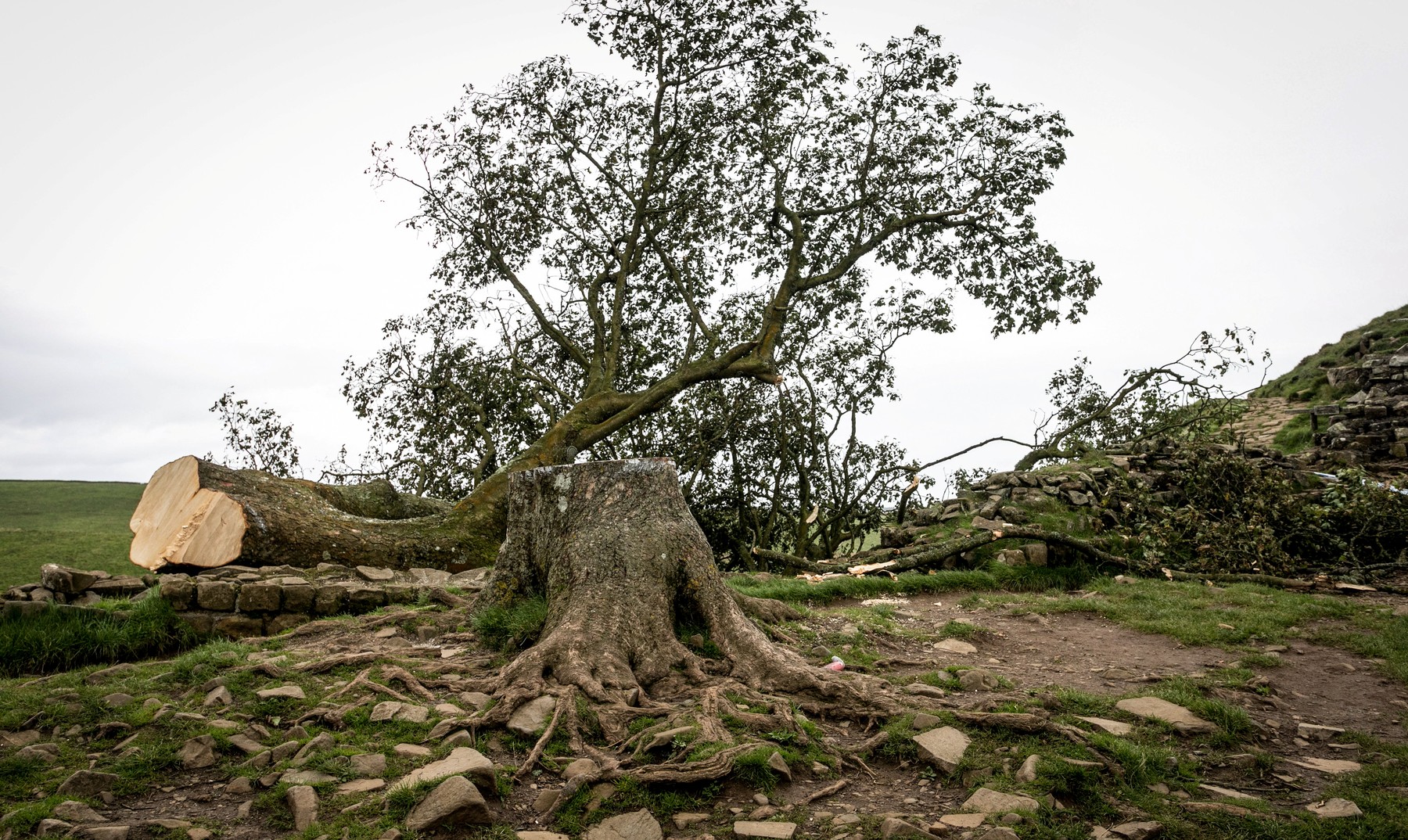 „Copacul lui Robin Hood”, vechi de 300 de ani, a fost tăiat