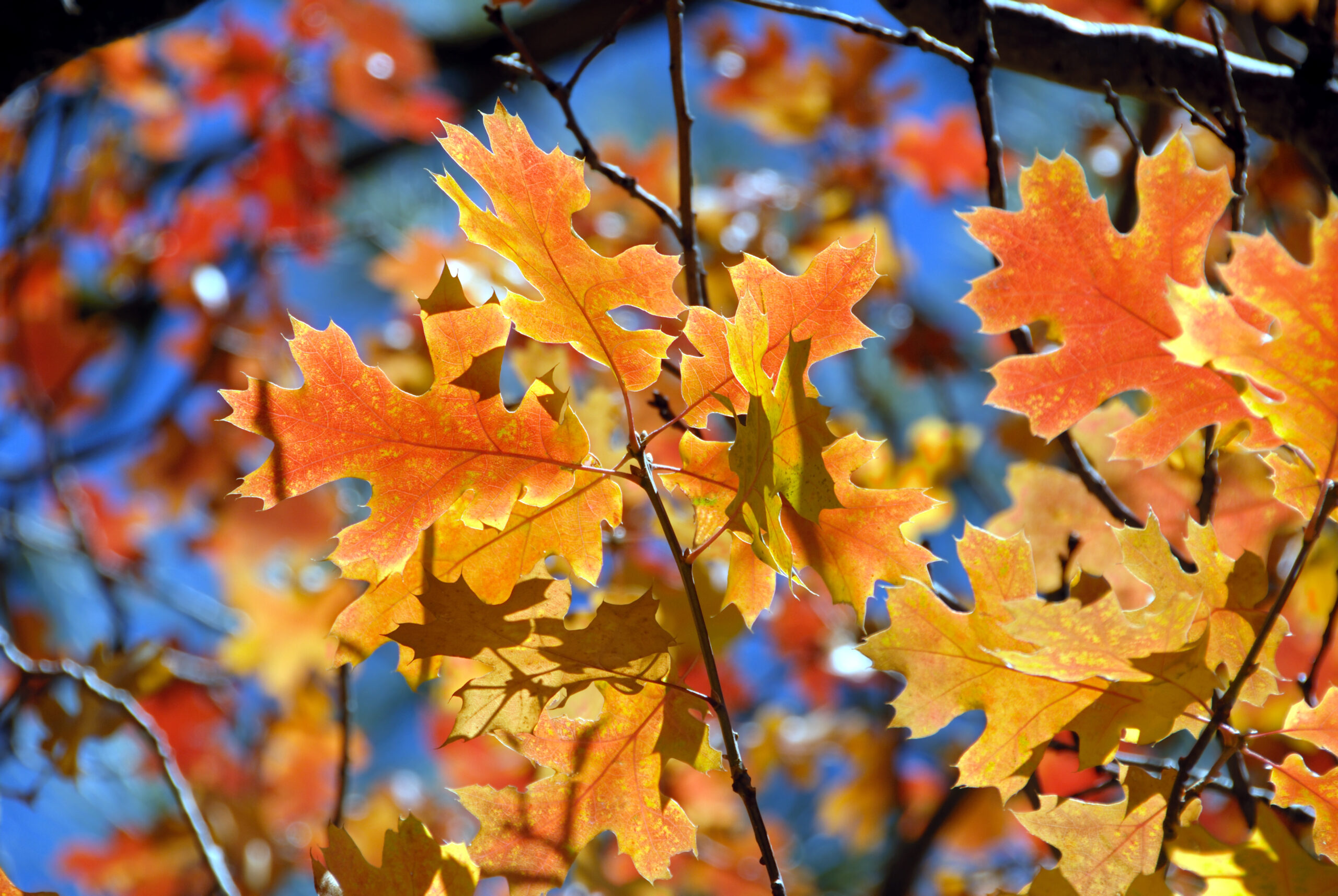 Echinocțiul de toamnă 2023. Când începe toamna cu adevărat?