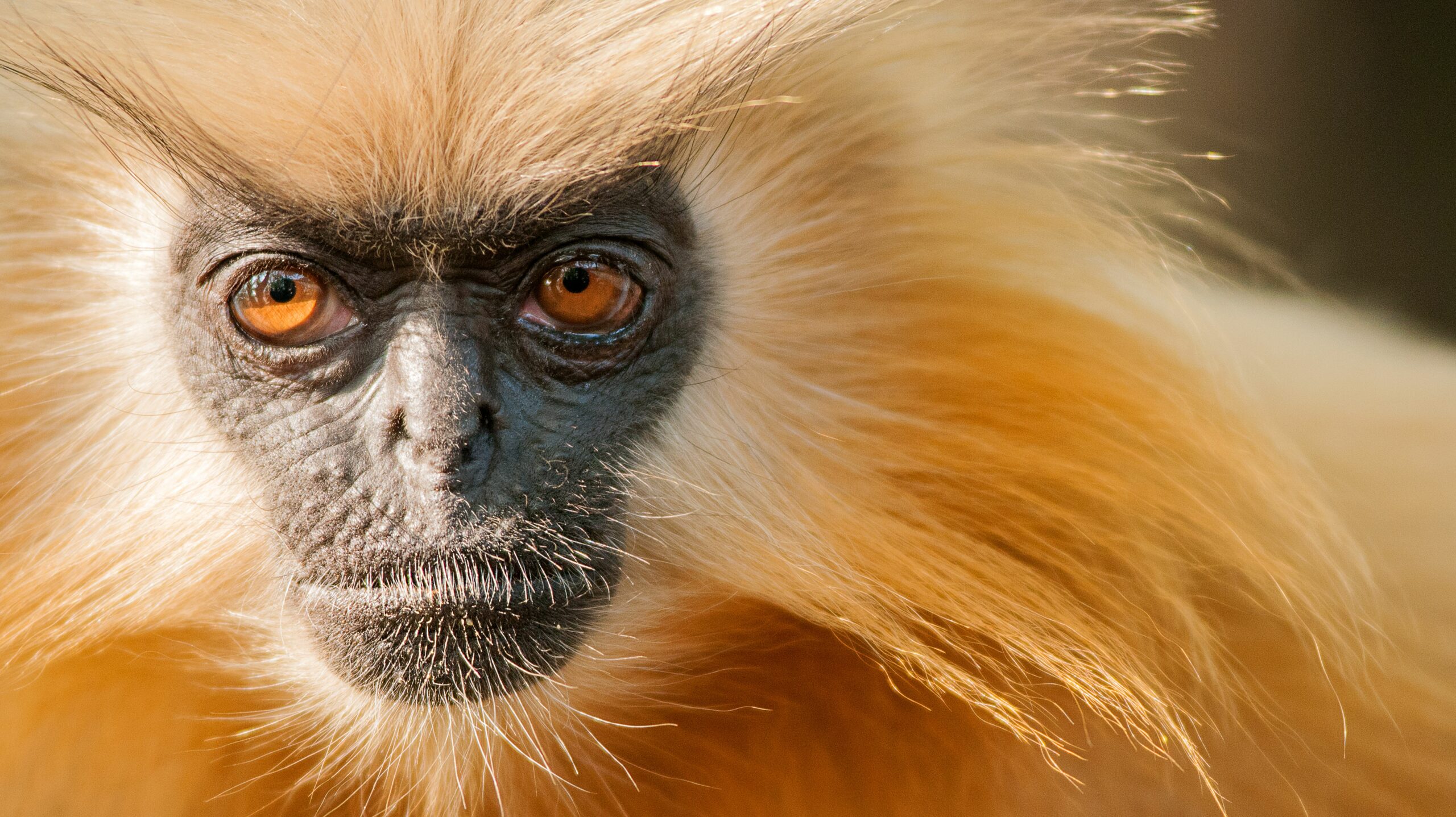 „Maimuța din Lumea Veche” care evită oamenii cu orice preț