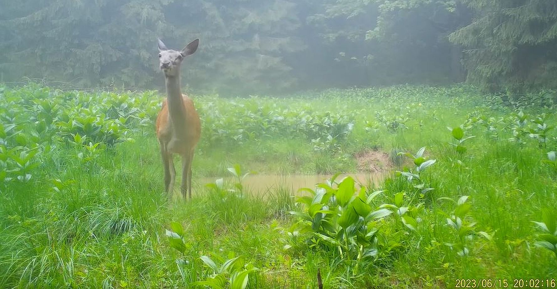 Peisaj mirific surprins de Romsilva! O ciută într-o pădure din Apuseni