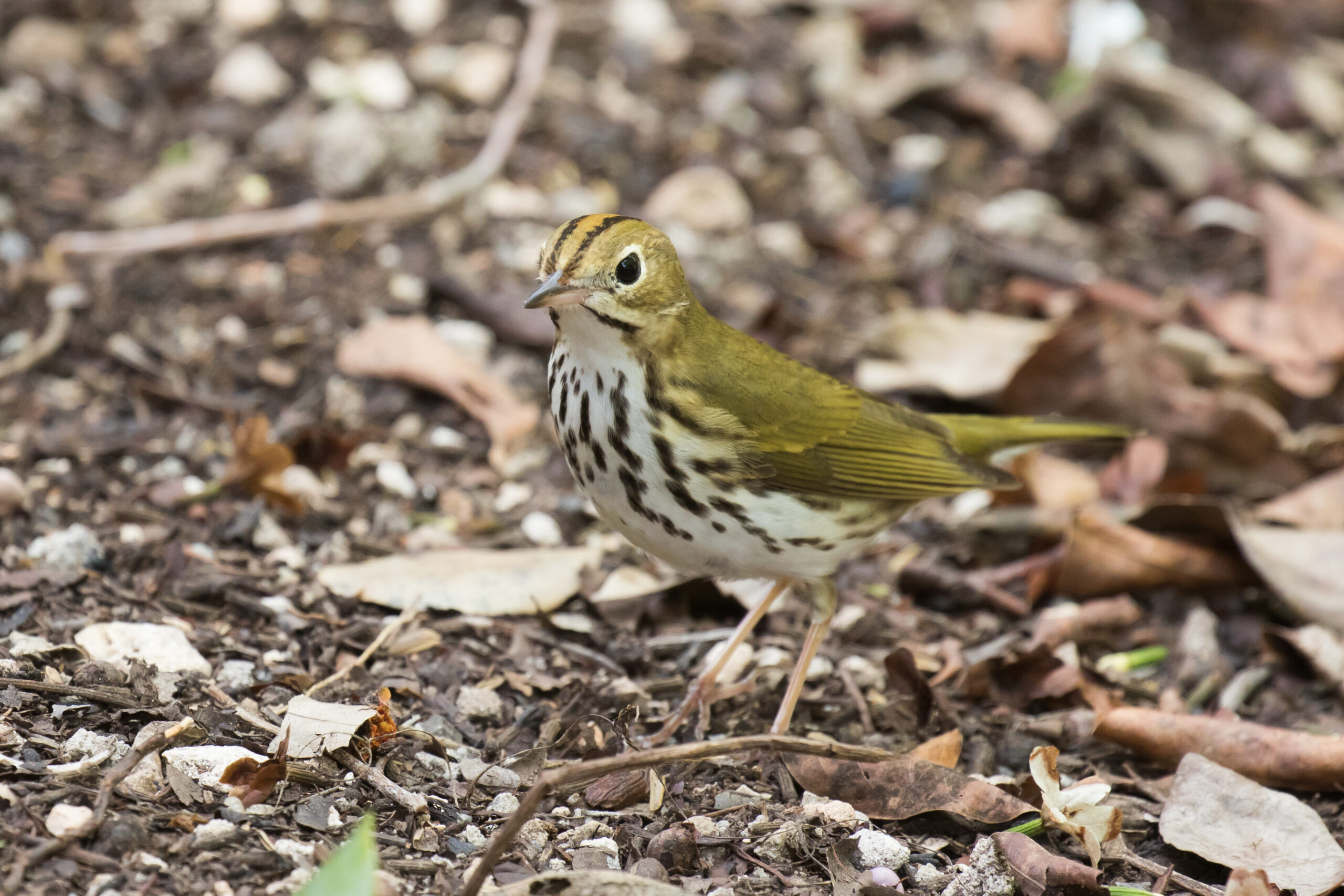 O pasăre extrem de rară, observată pentru prima dată în România