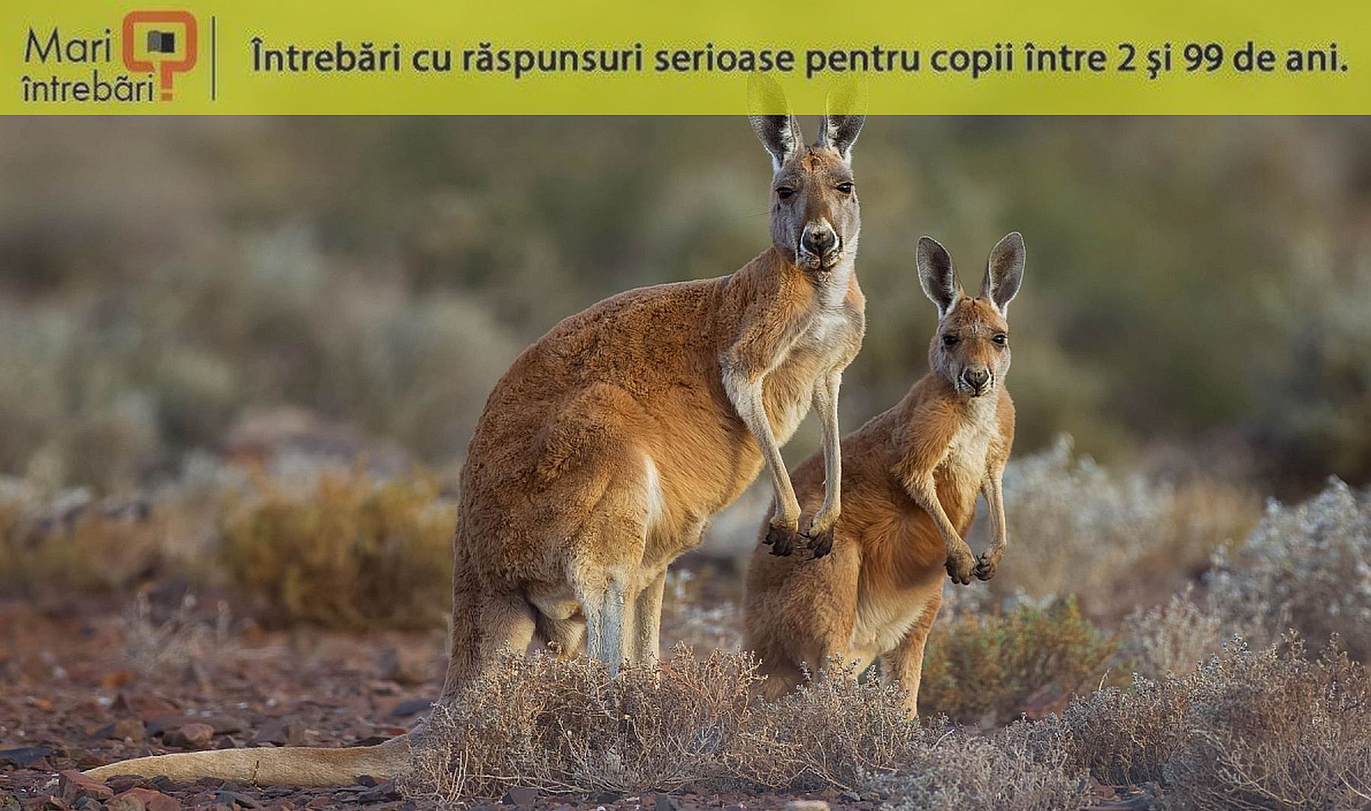 Care este singurul animal cu cinci membre de pe Pământ?