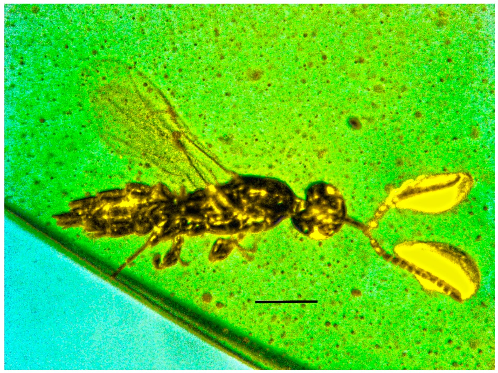 O viespe minusculă, găsită cu tot cu antene în chihlimbar vechi de 100 ...