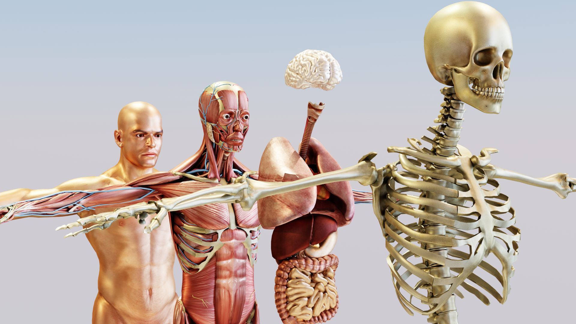 Test de cultură generală. Câte coaste au oamenii?