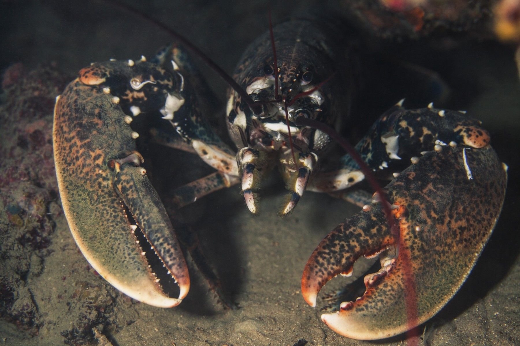 Test de cultură generală. Ce culoare are sângele de homar?