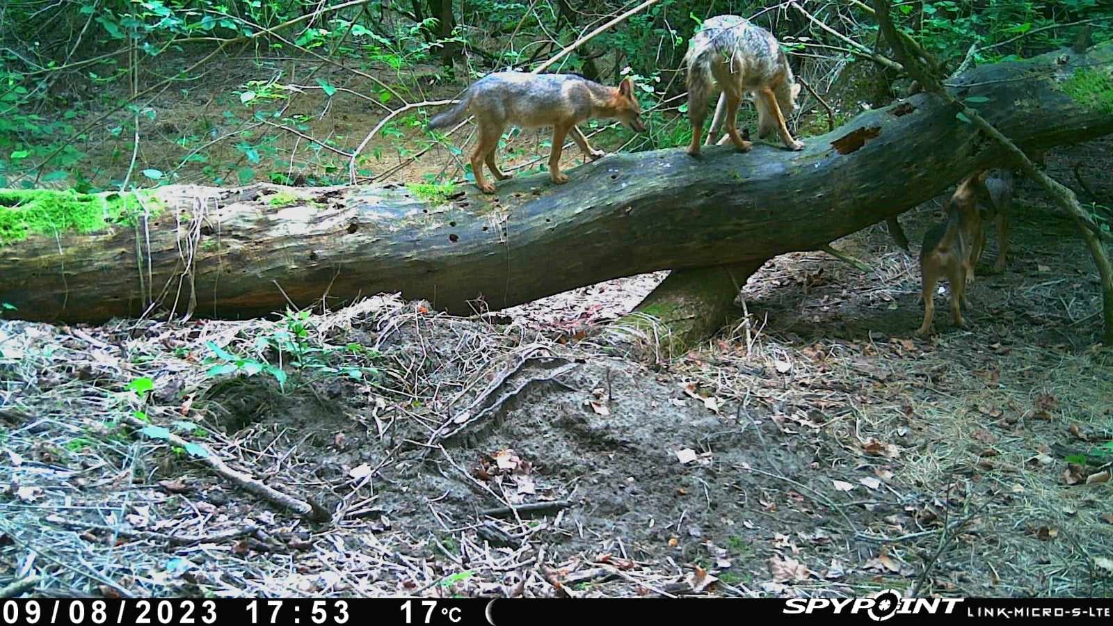 Biodiversitatea uimitoare a faunei din Lunca Mureșului, surprinsă în ...