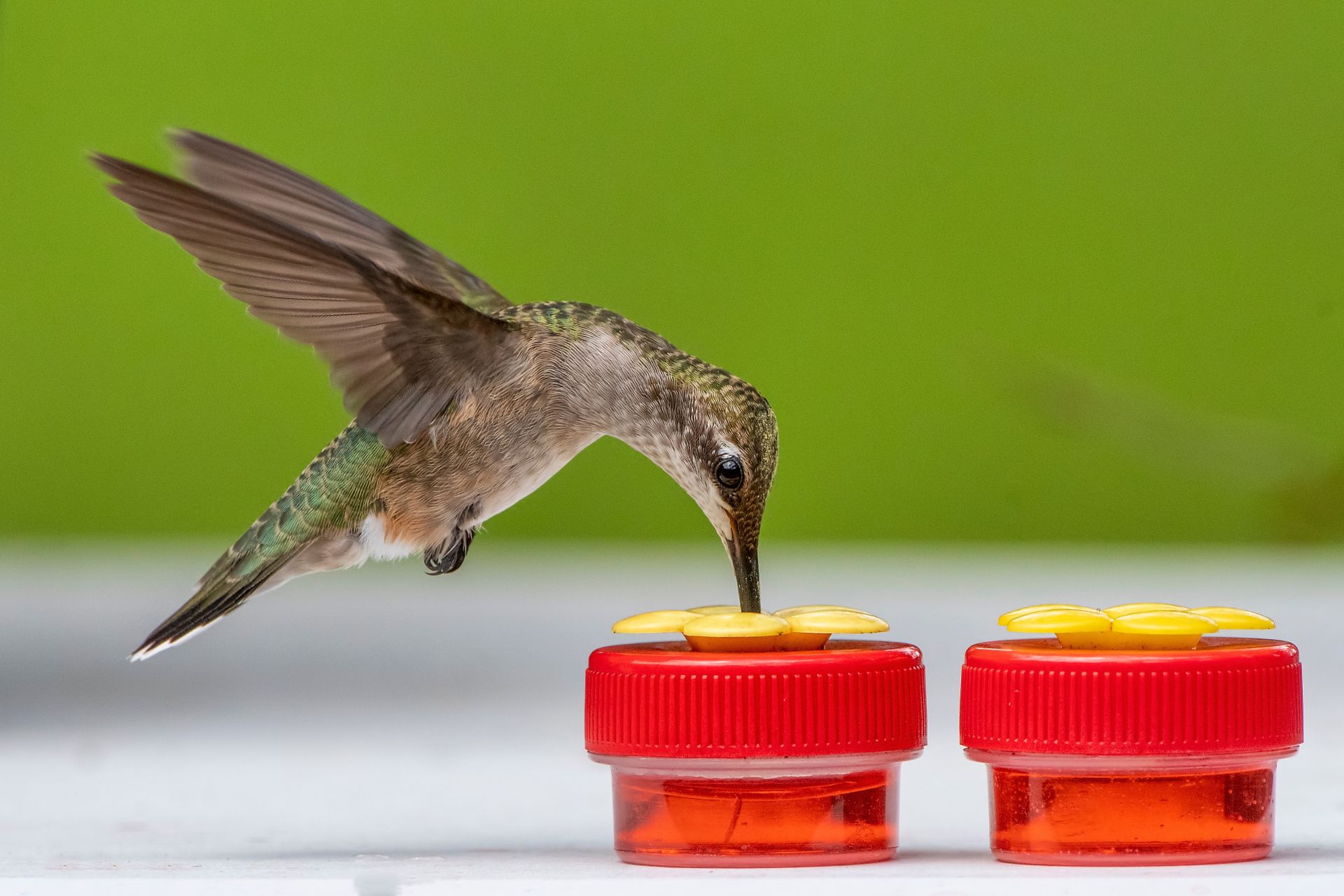 Secretul păsărilor colibri! Cercetătorii tocmai l-au aflat