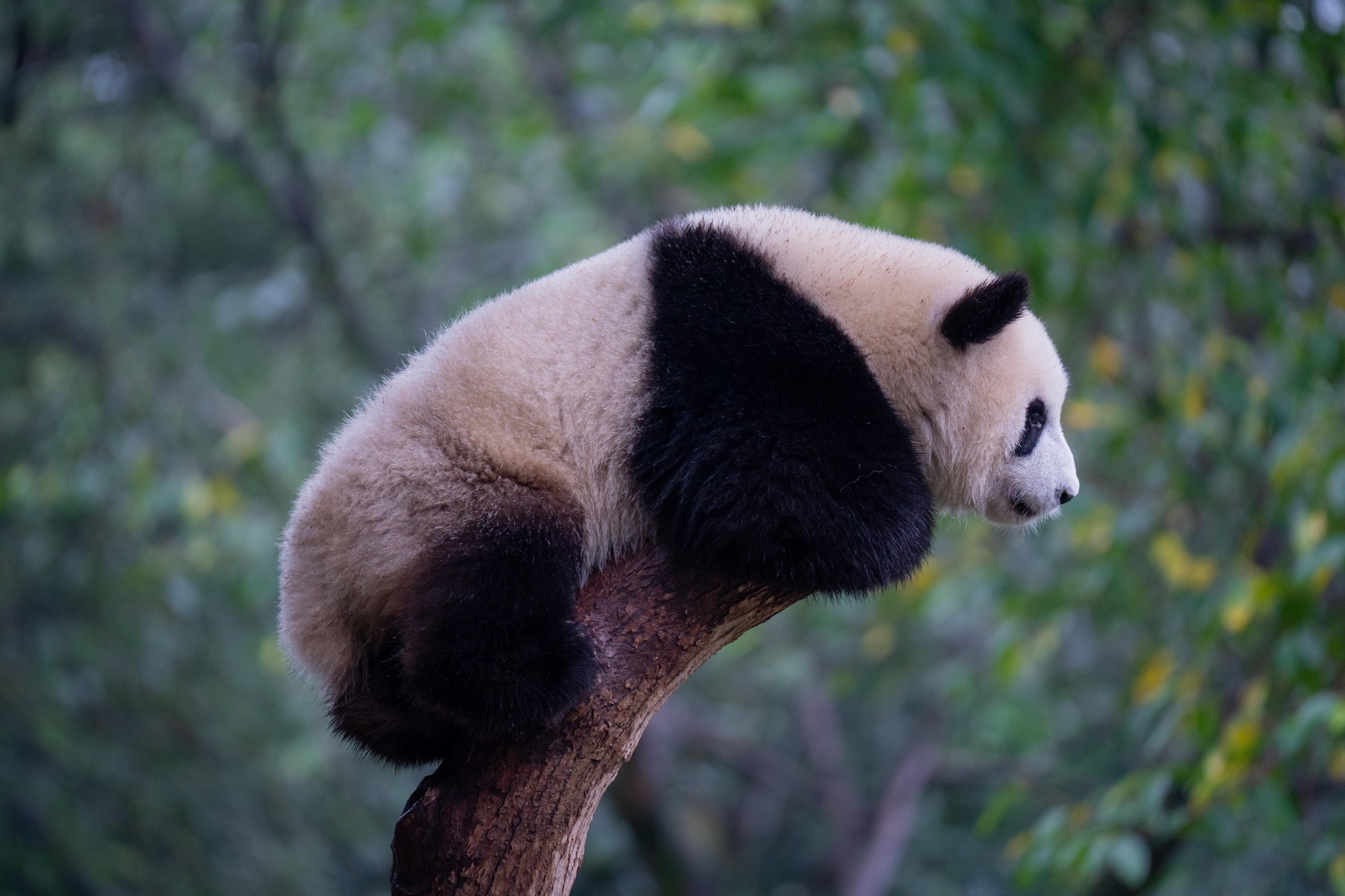 Casa Albă transmite că SUA ar primi cu brațele deschise urșii panda din ...