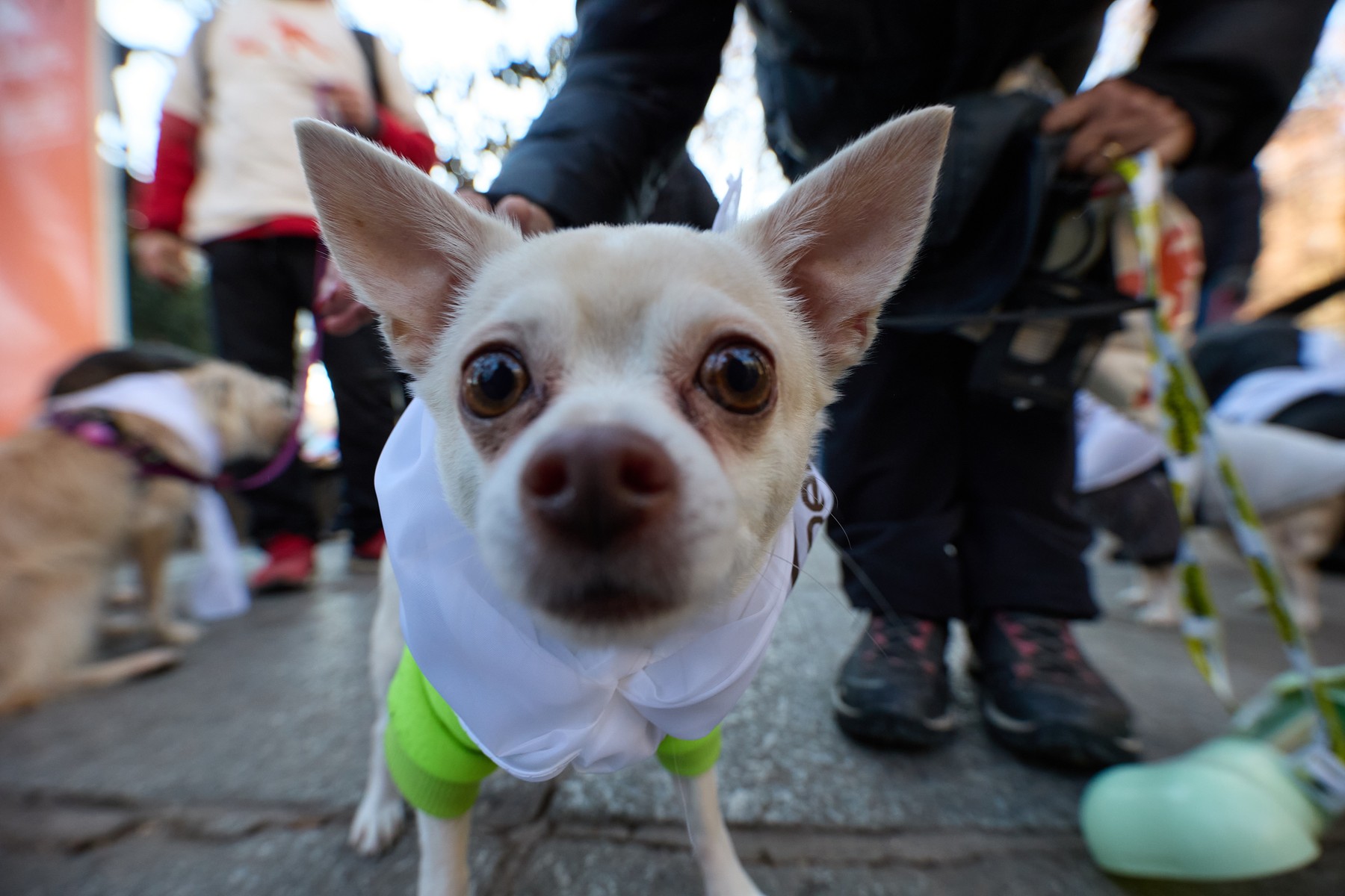 Sute de câini și stăpânii lor au mărșăluit pe străzile din Madrid