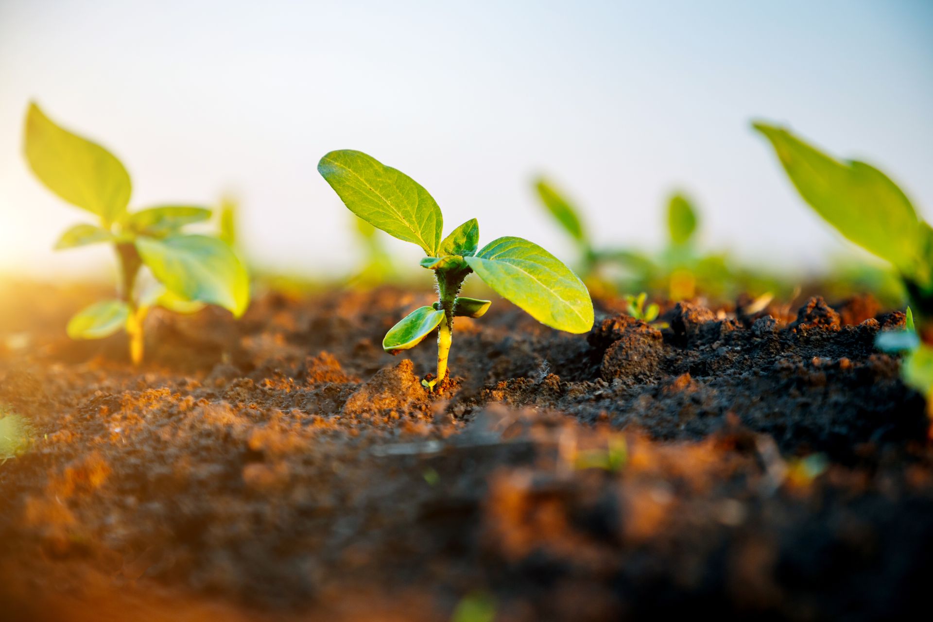 Cercetătorii au creat „solul electronic” care accelerează creșterea ...