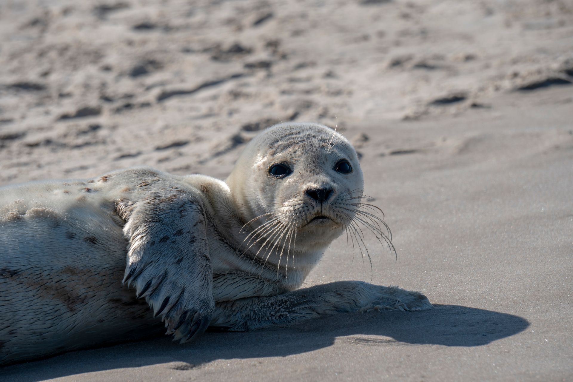 Focile mor în masă în sudul Atlanticului