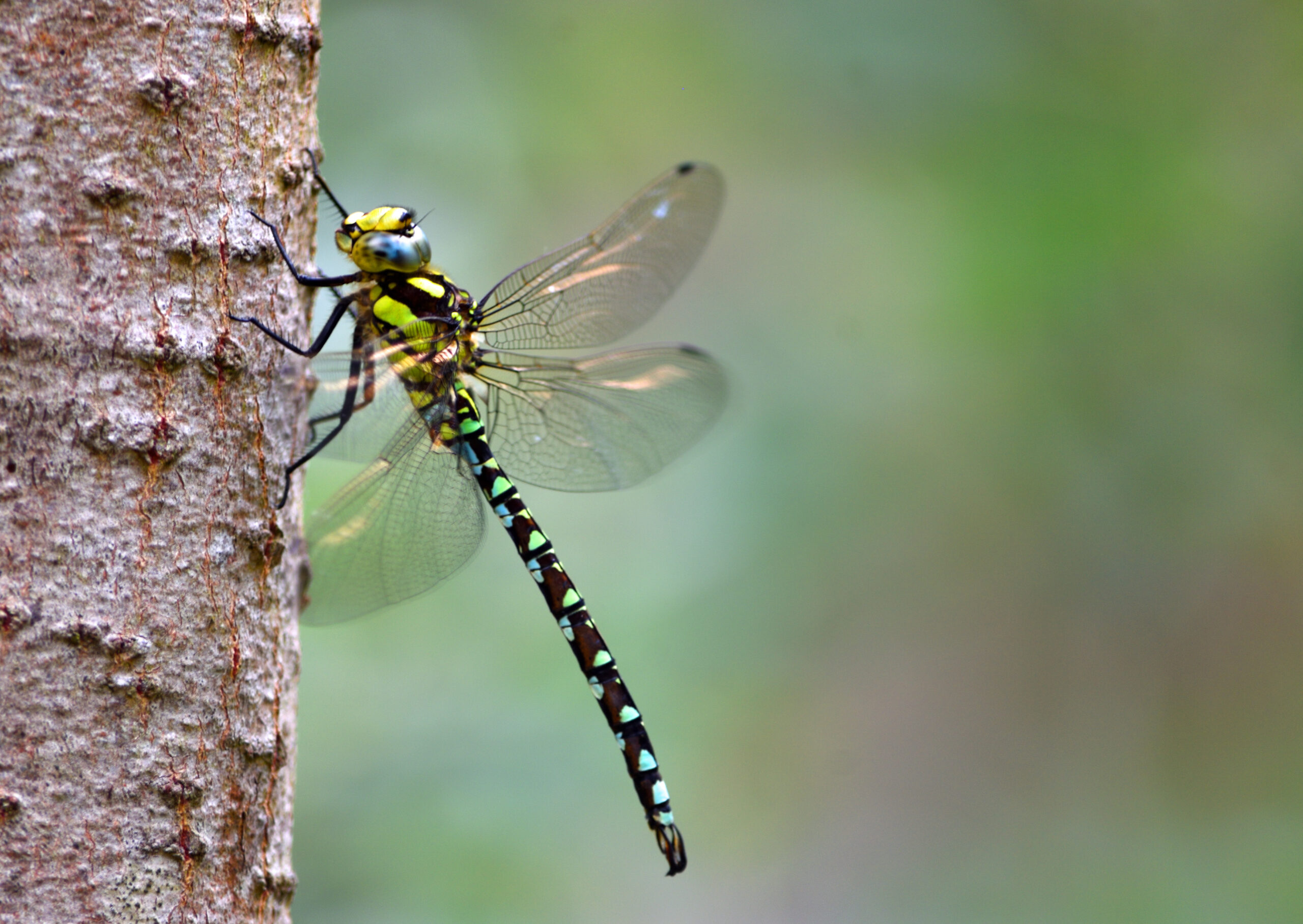 O specie de libelule recurge la o soluție extremă pentru a scăpa de ...