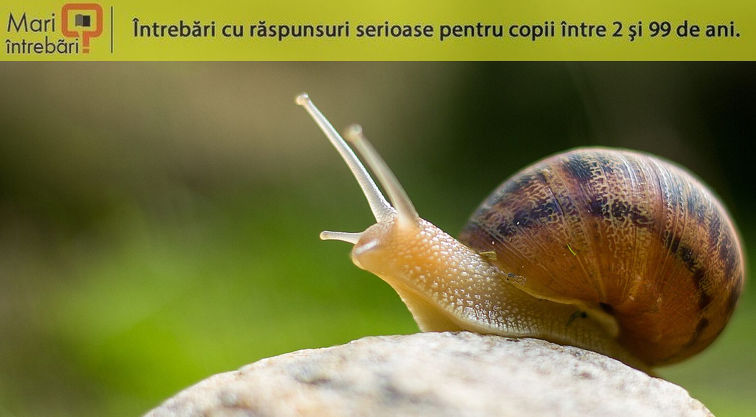 De ce sunt melcii atât de lenți?