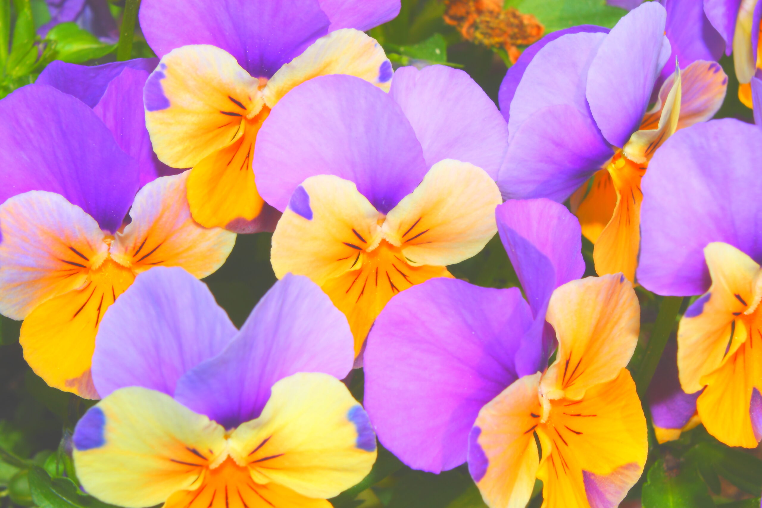 Florile „au învățat” să se polenizeze singure