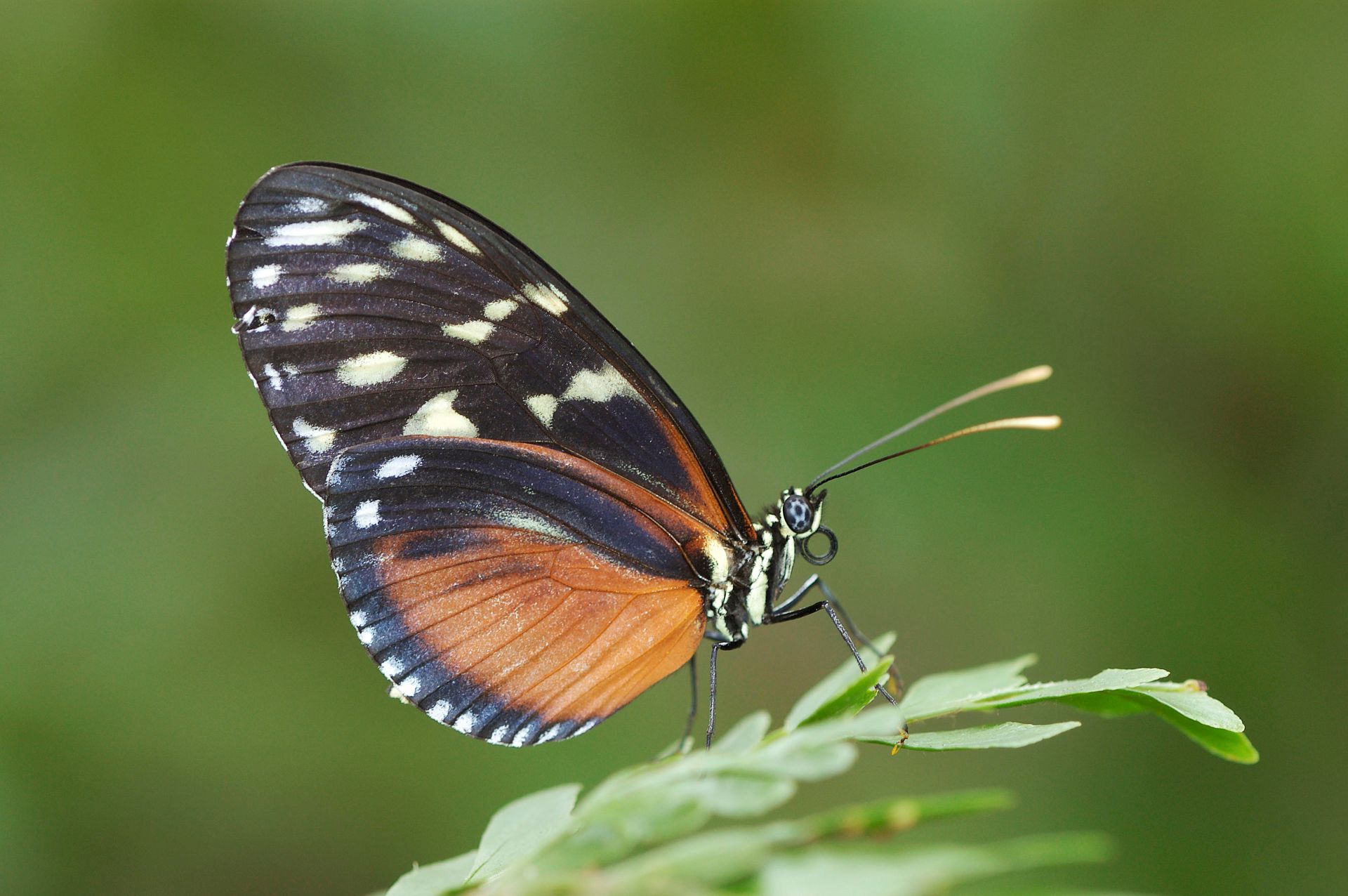 De ce unii fluturi imită comportamentul altor fluturi?