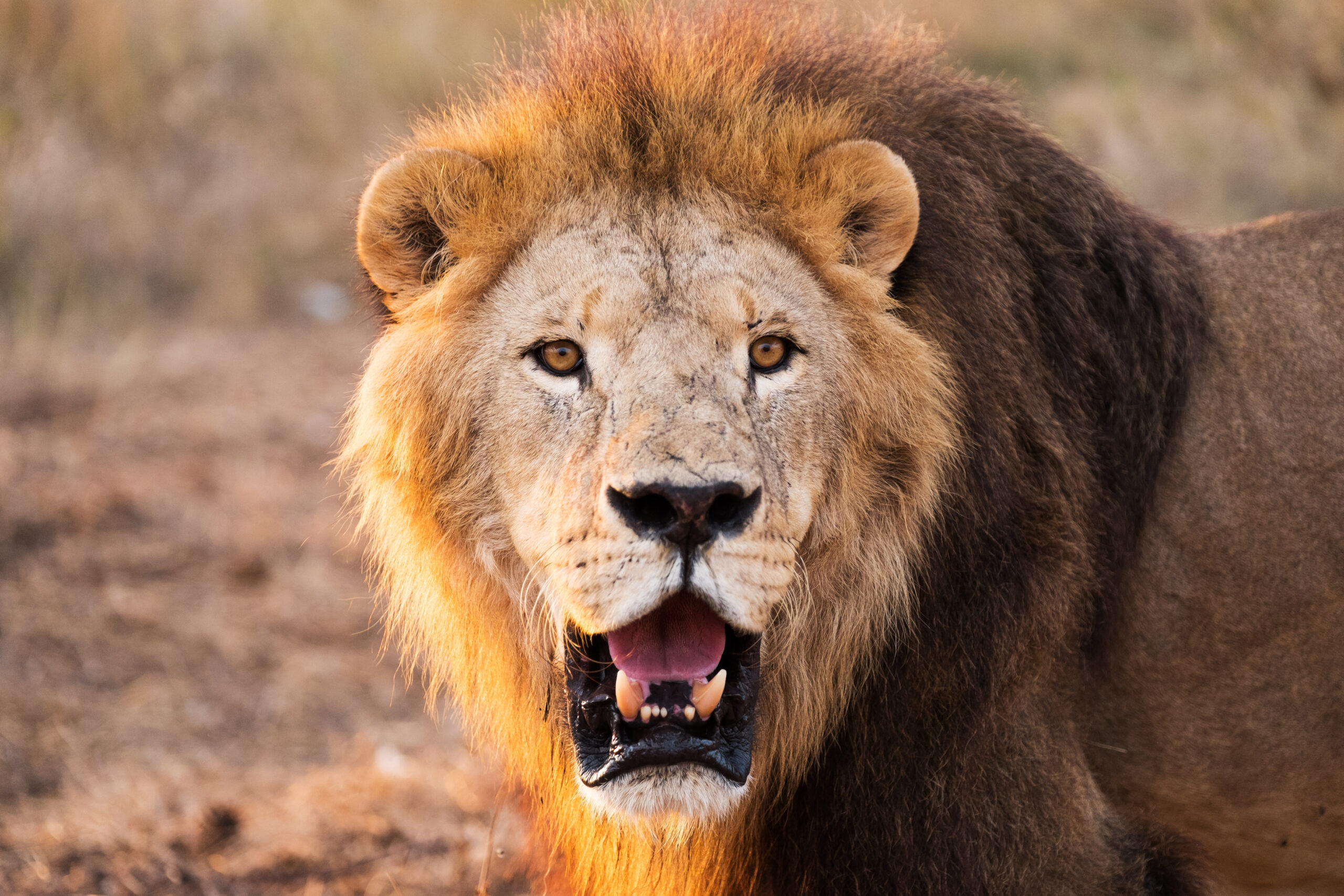 Leul unei grădini zoologice din Nigeria și-a omorât îngrijitorul