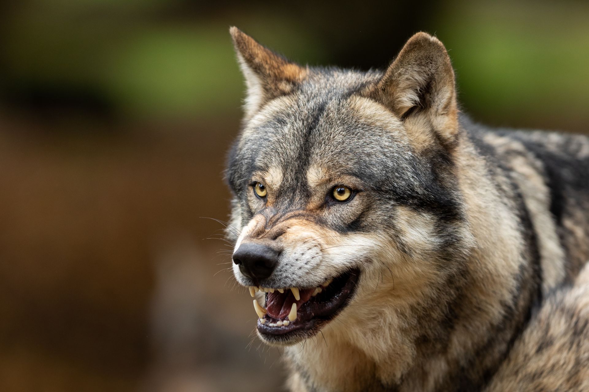 Lupii revin în Europa: Un hibrid lup-câine, descoperit pentru prima ...