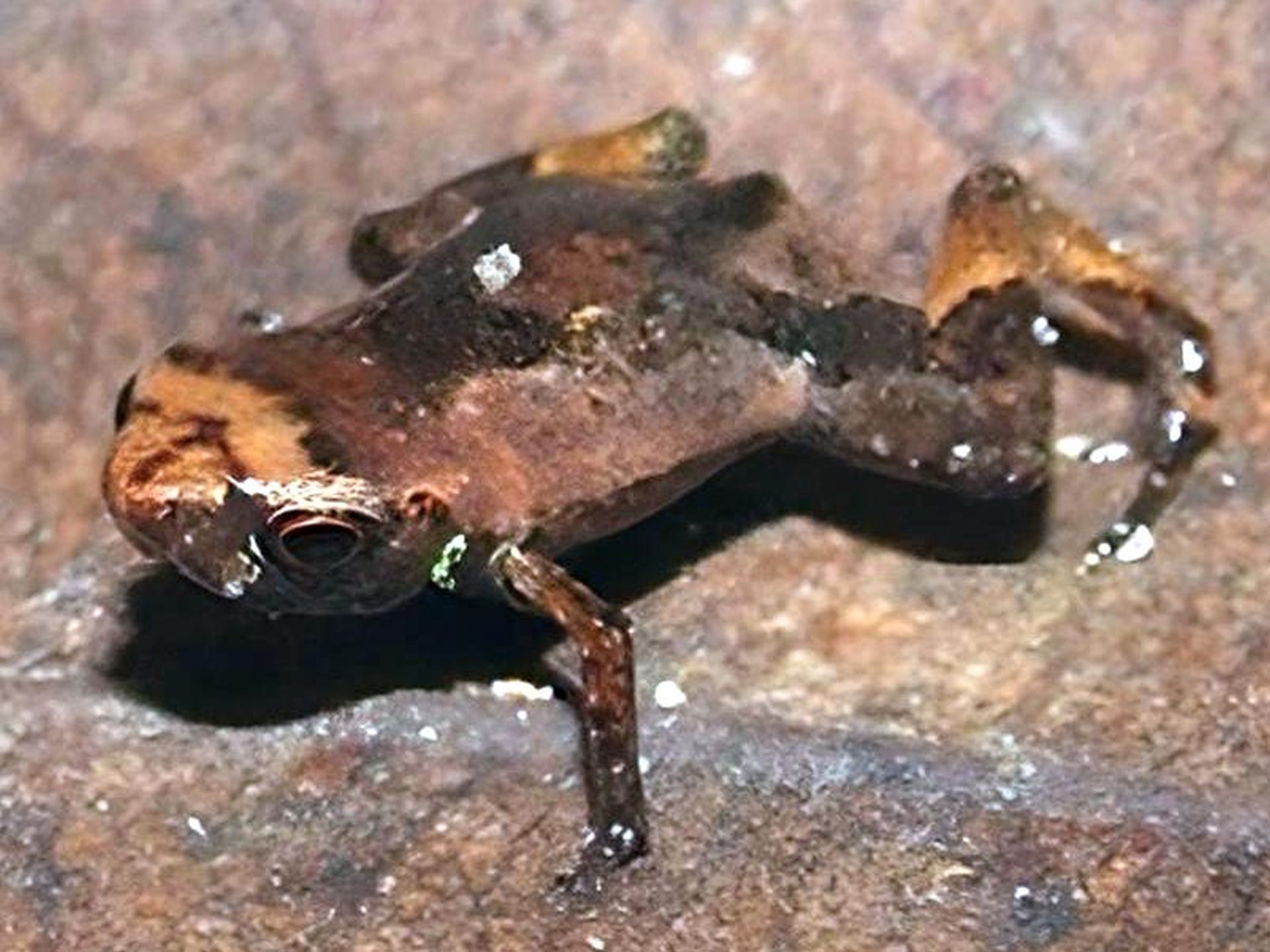 Mai mic de atât nu se poate! Iată broasca ce sfidează dimensiunile ...