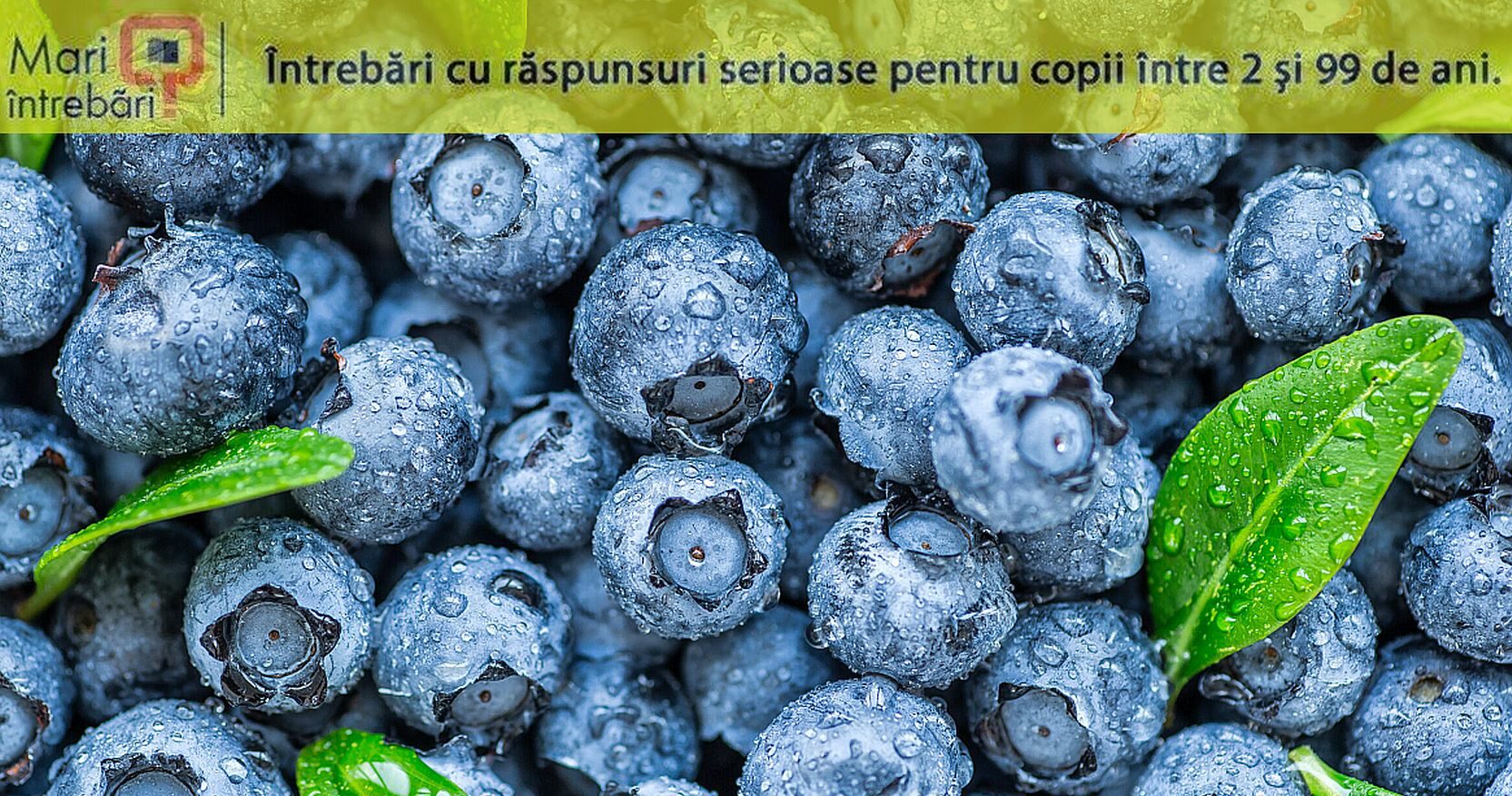 De ce sunt afinele albastre?