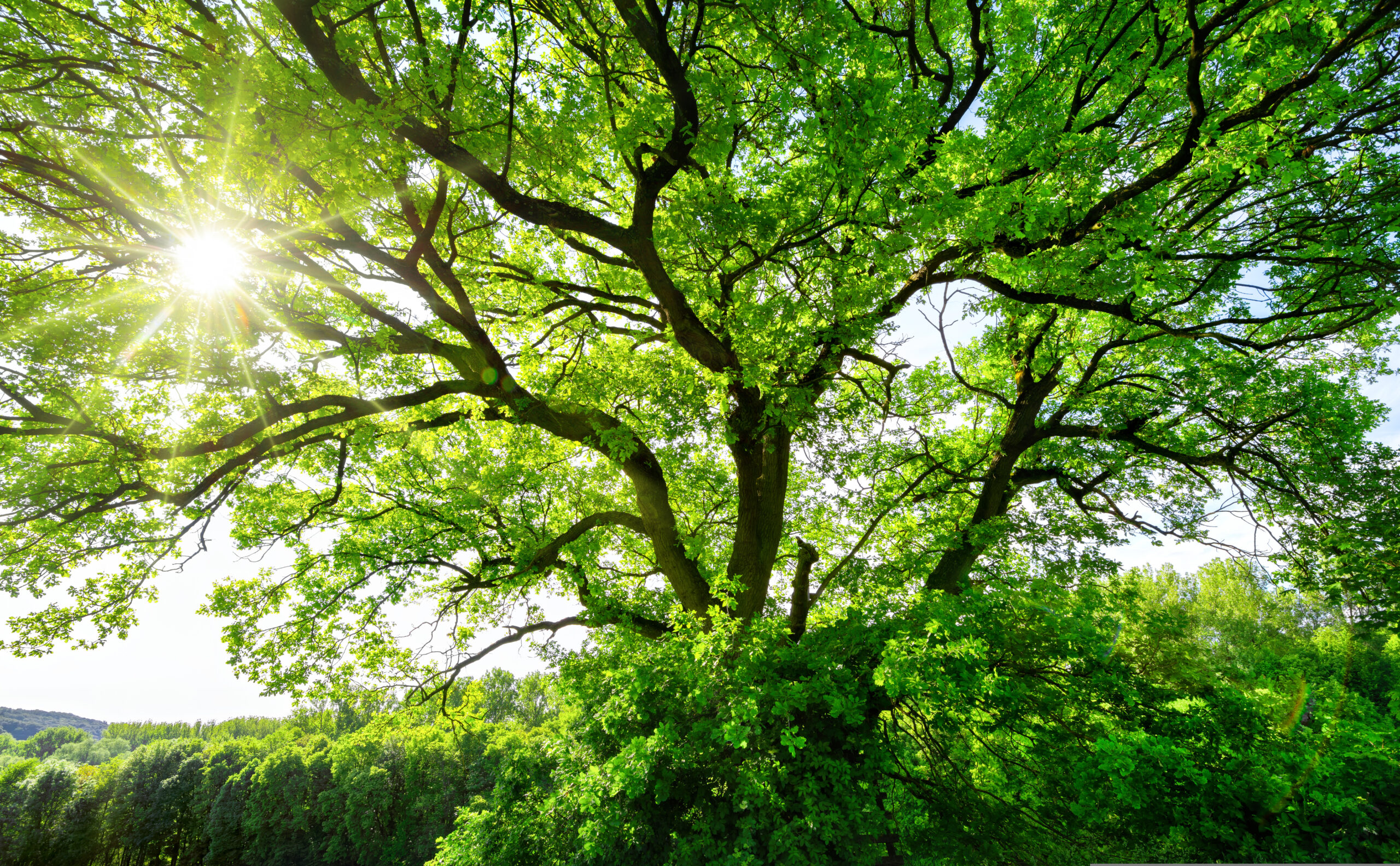 Copacii se chinuie „să respire” și să stocheze CO2 pe măsură ce clima ...