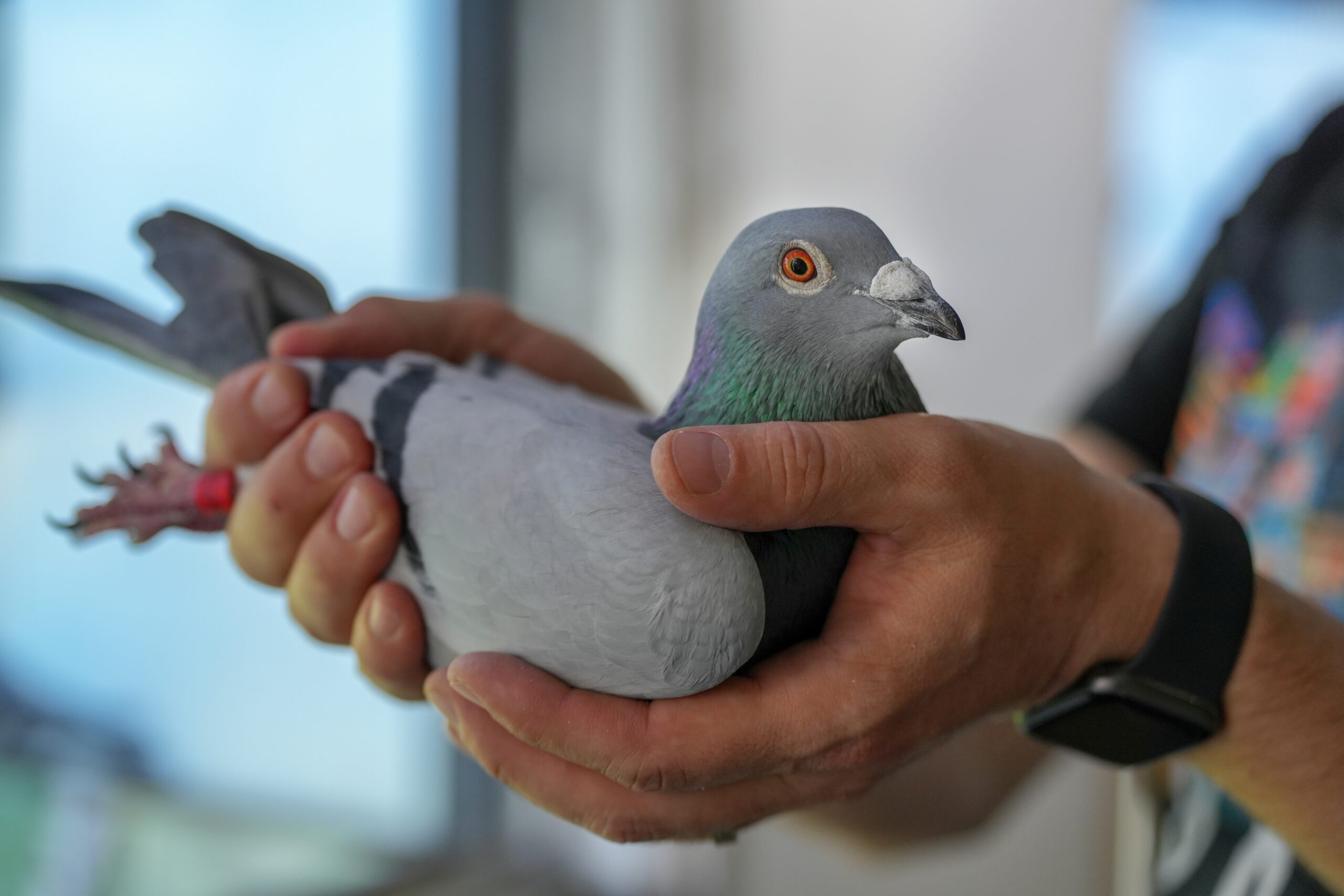 Un porumbel suspectat de spionaj a fost ținut 8 luni în captivitate în ...
