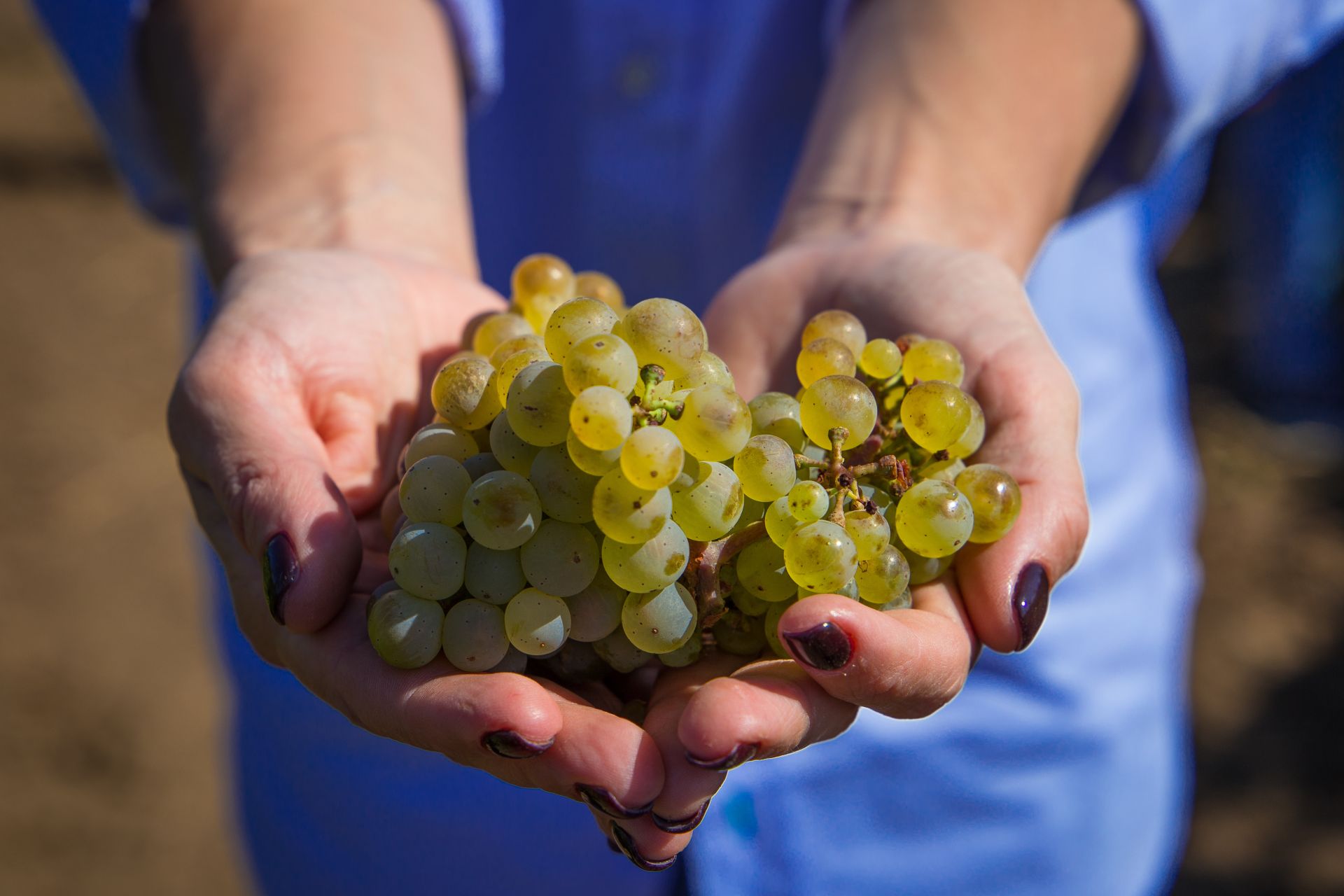 Terapia cu fructe coapte ar opri creșterea celulelor canceroase