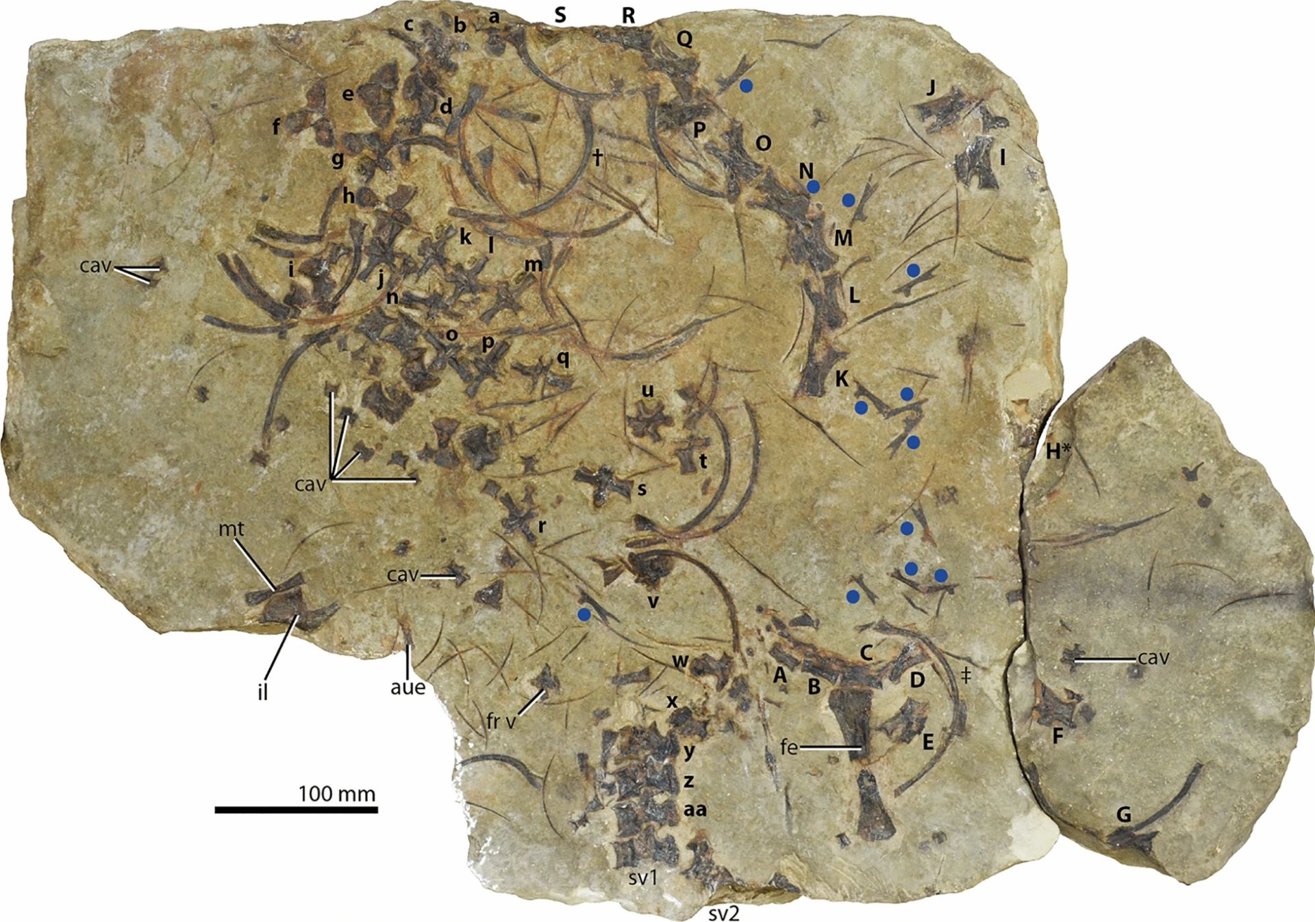 Cea mai veche reptilă marină cu gât lung