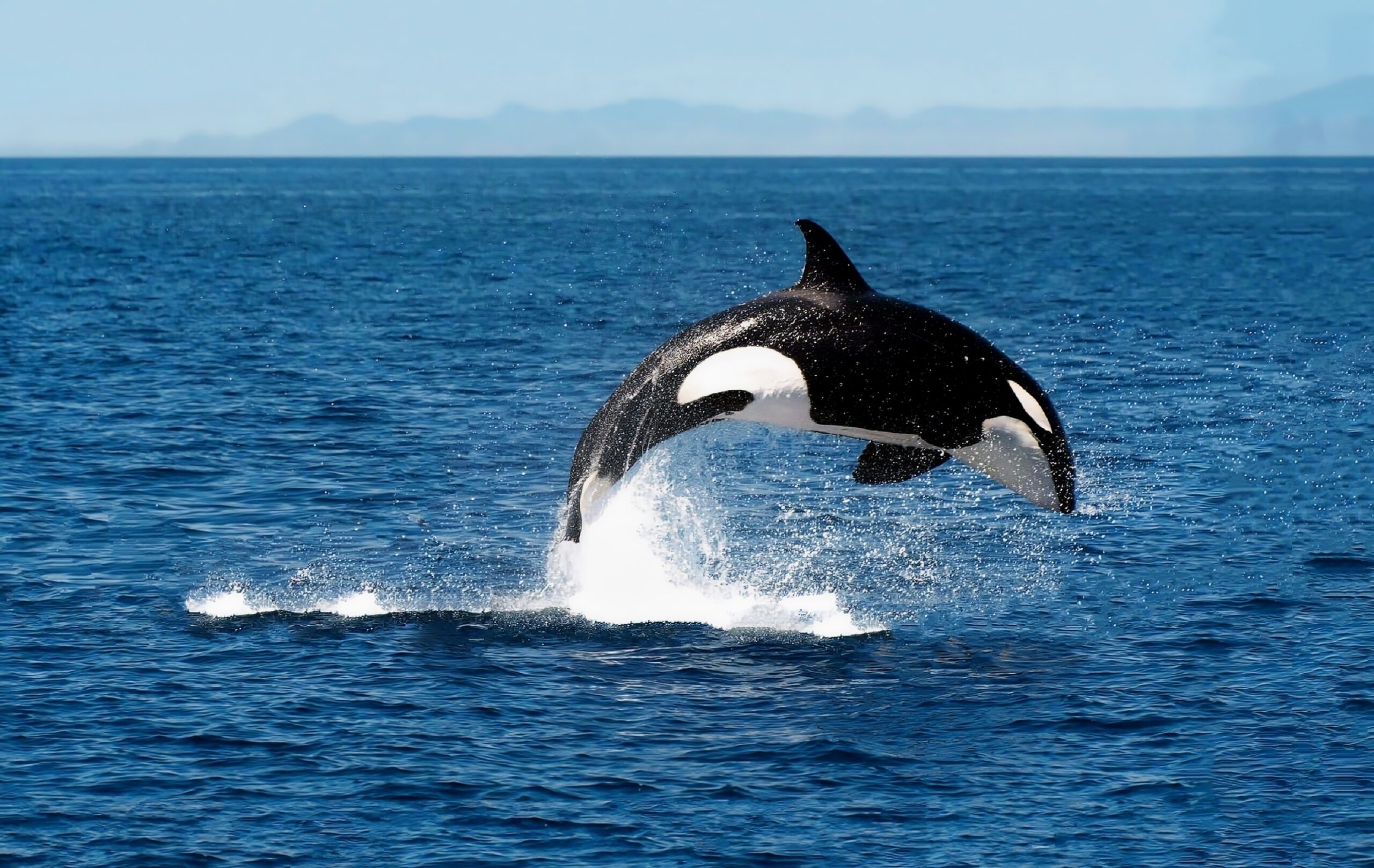 Orcile nu aparțin unei singure specii, arată un studiu realizat în ...