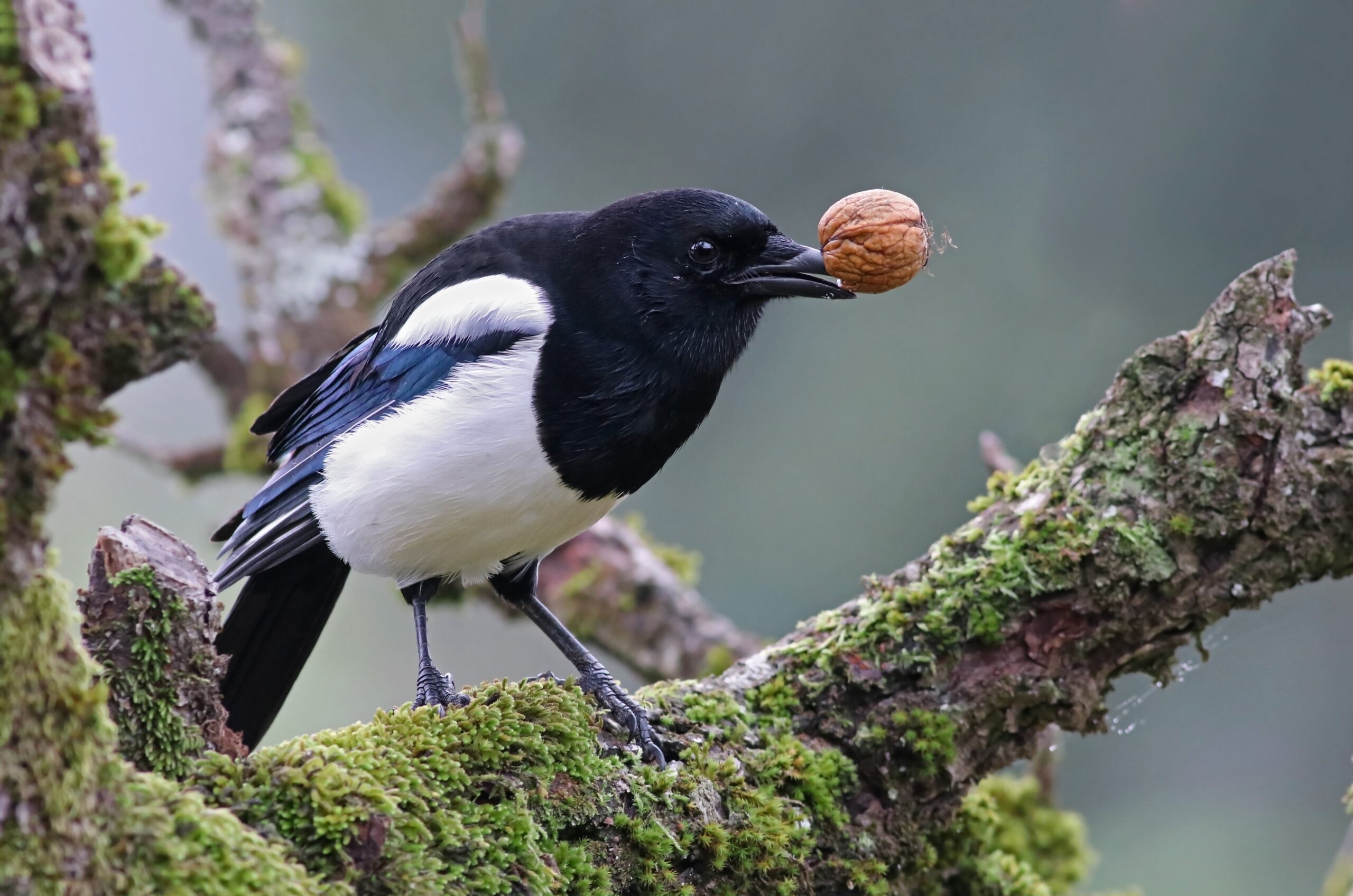 Prietenia neașteptată dintre o coțofană și un câine a stârnit o amplă ...